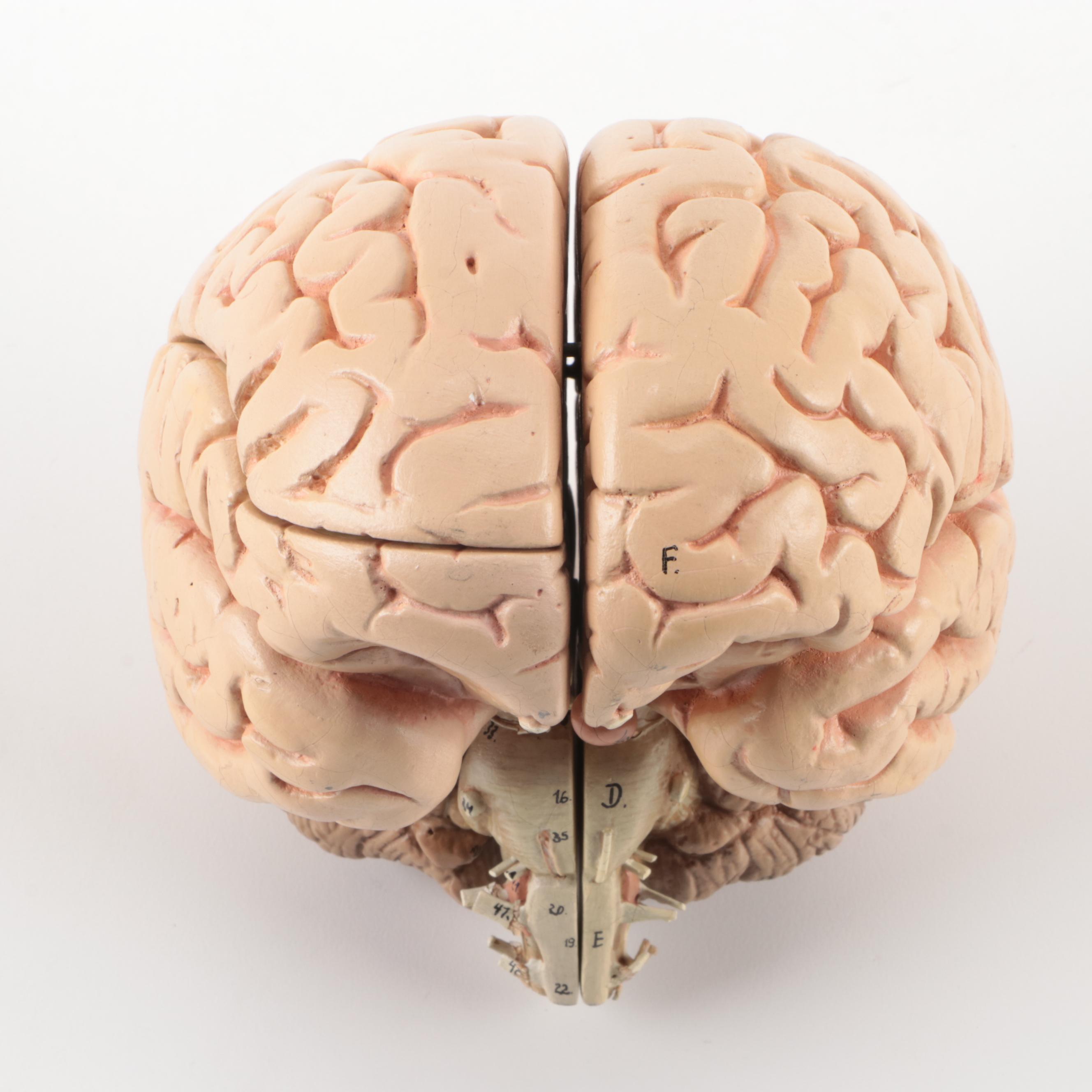 Antique Plaster Four-Piece Anatomical Model of the Human Brain ...