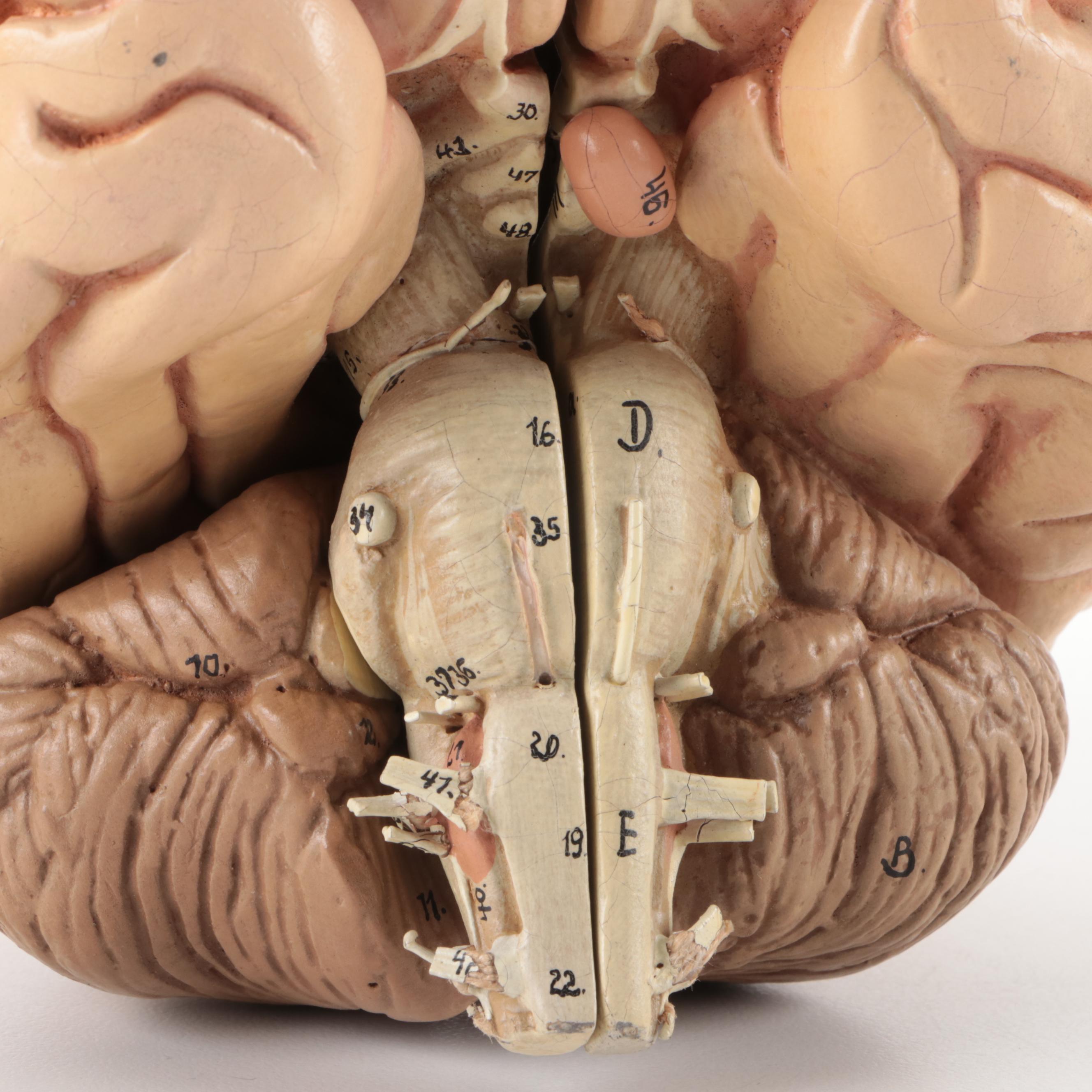 Antique Plaster Four-Piece Anatomical Model of the Human Brain ...