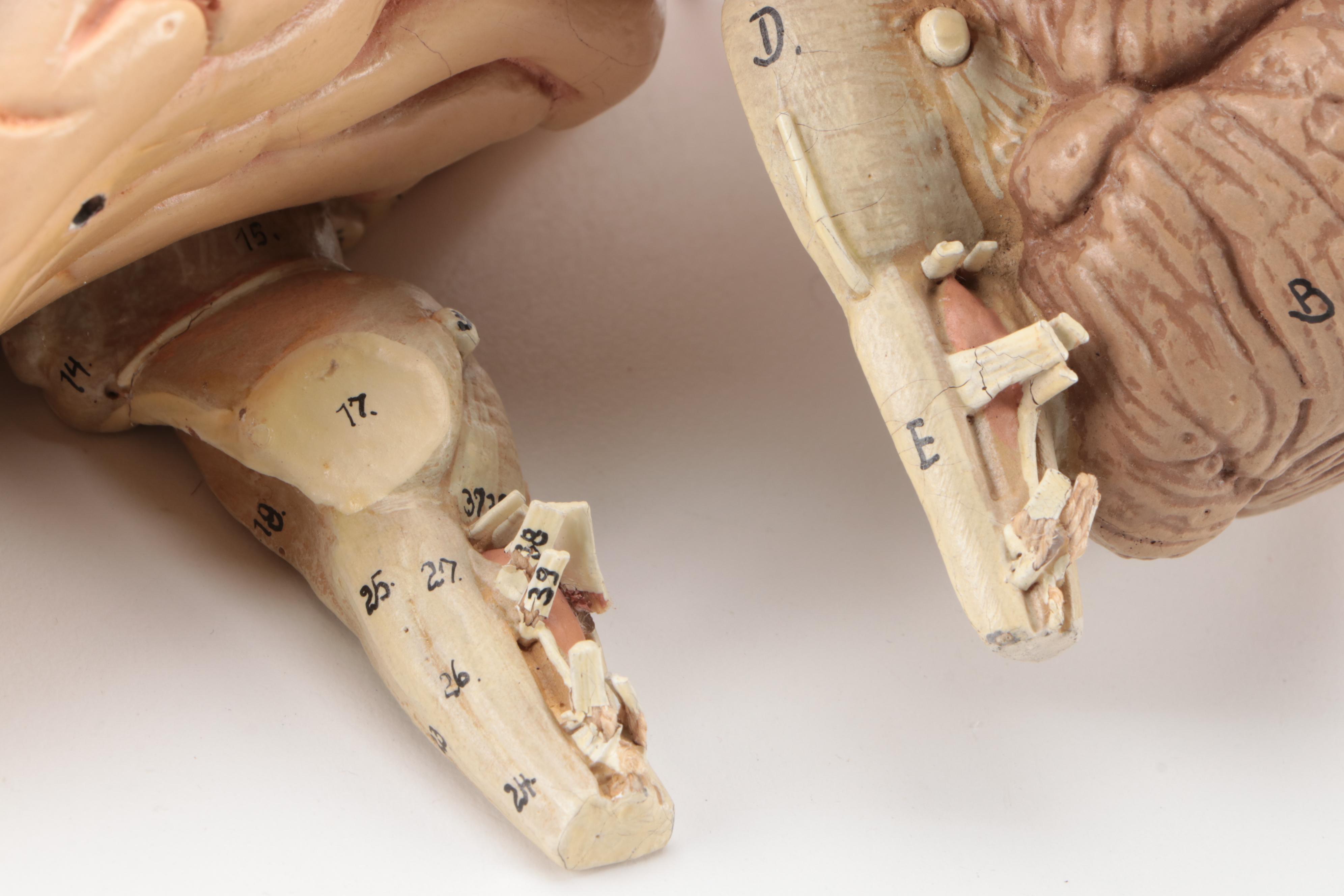 Antique Plaster Four-Piece Anatomical Model of the Human Brain ...