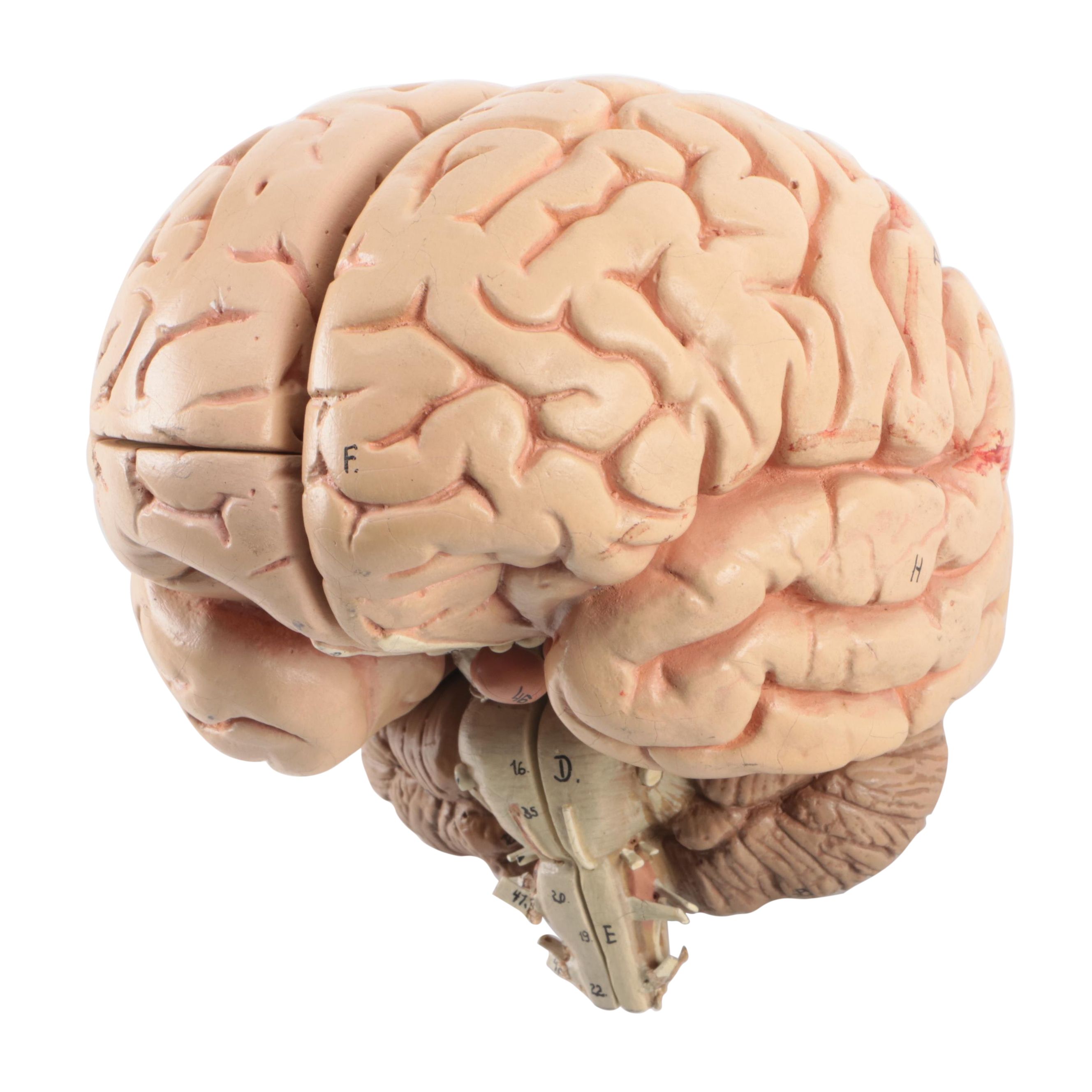 Antique Plaster Four-Piece Anatomical Model of the Human Brain ...