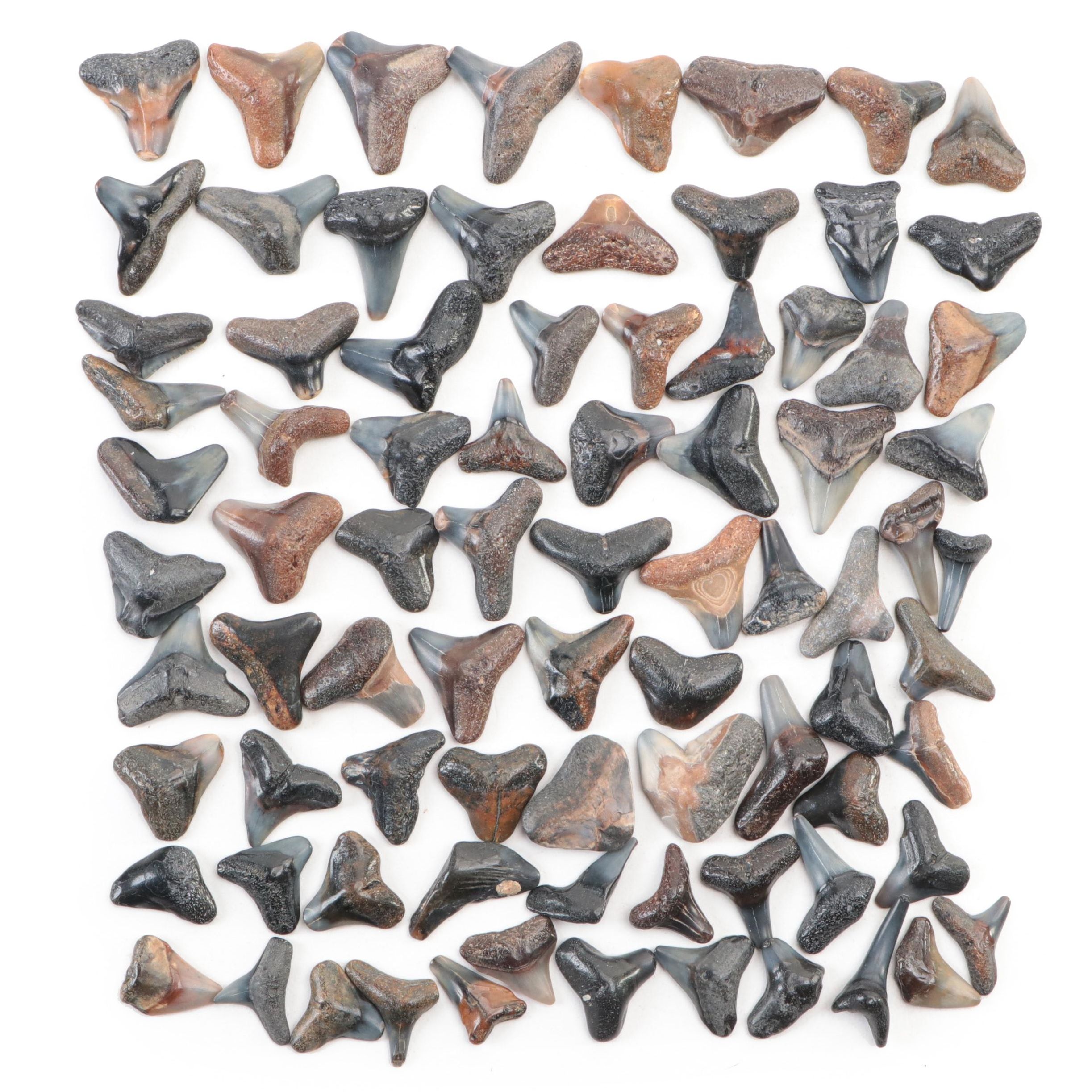 Collection of Fossil Shark Teeth Specimens | EBTH