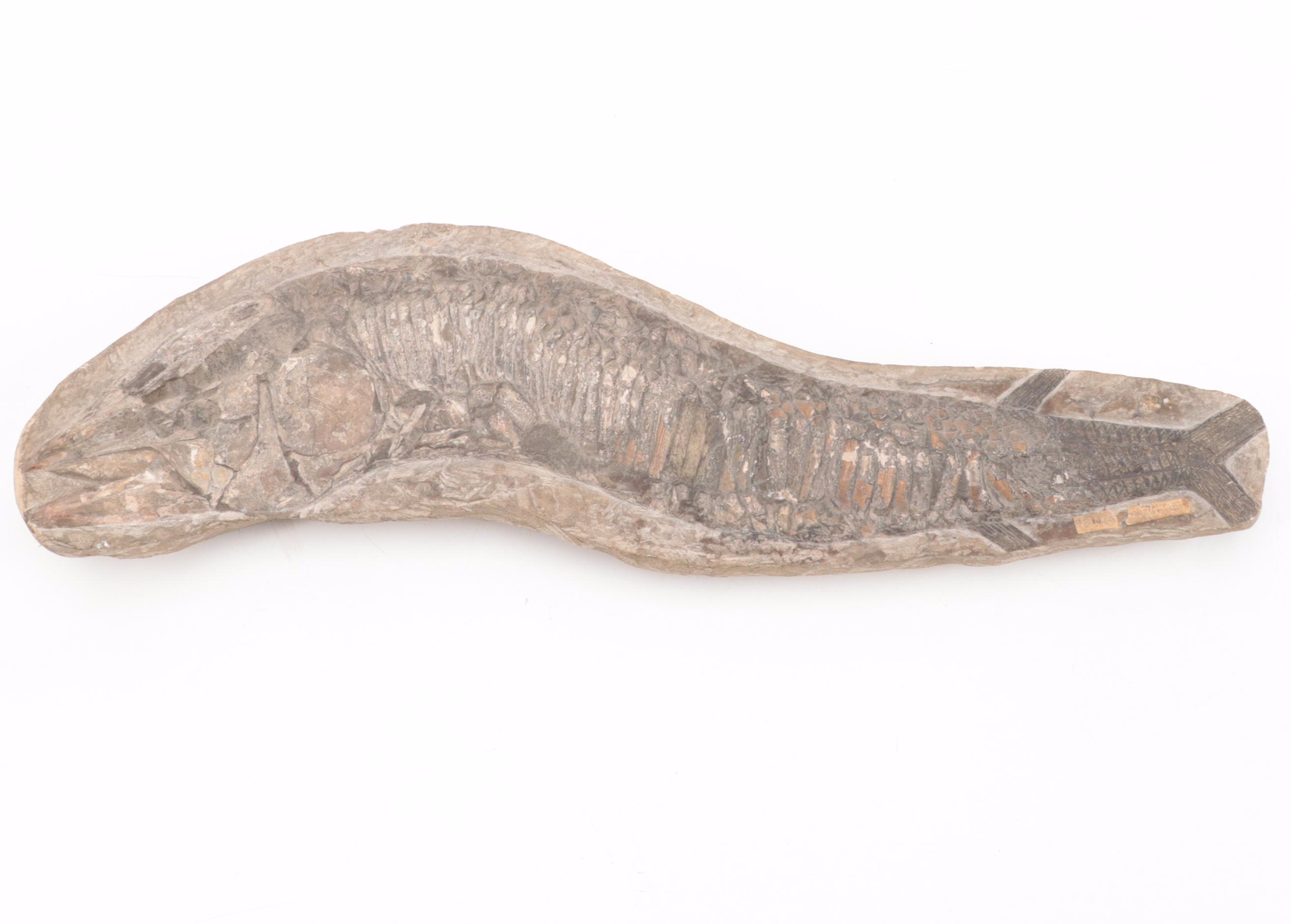 Partial Fossil Fish Specimen in Concretion With Etched Tail | EBTH