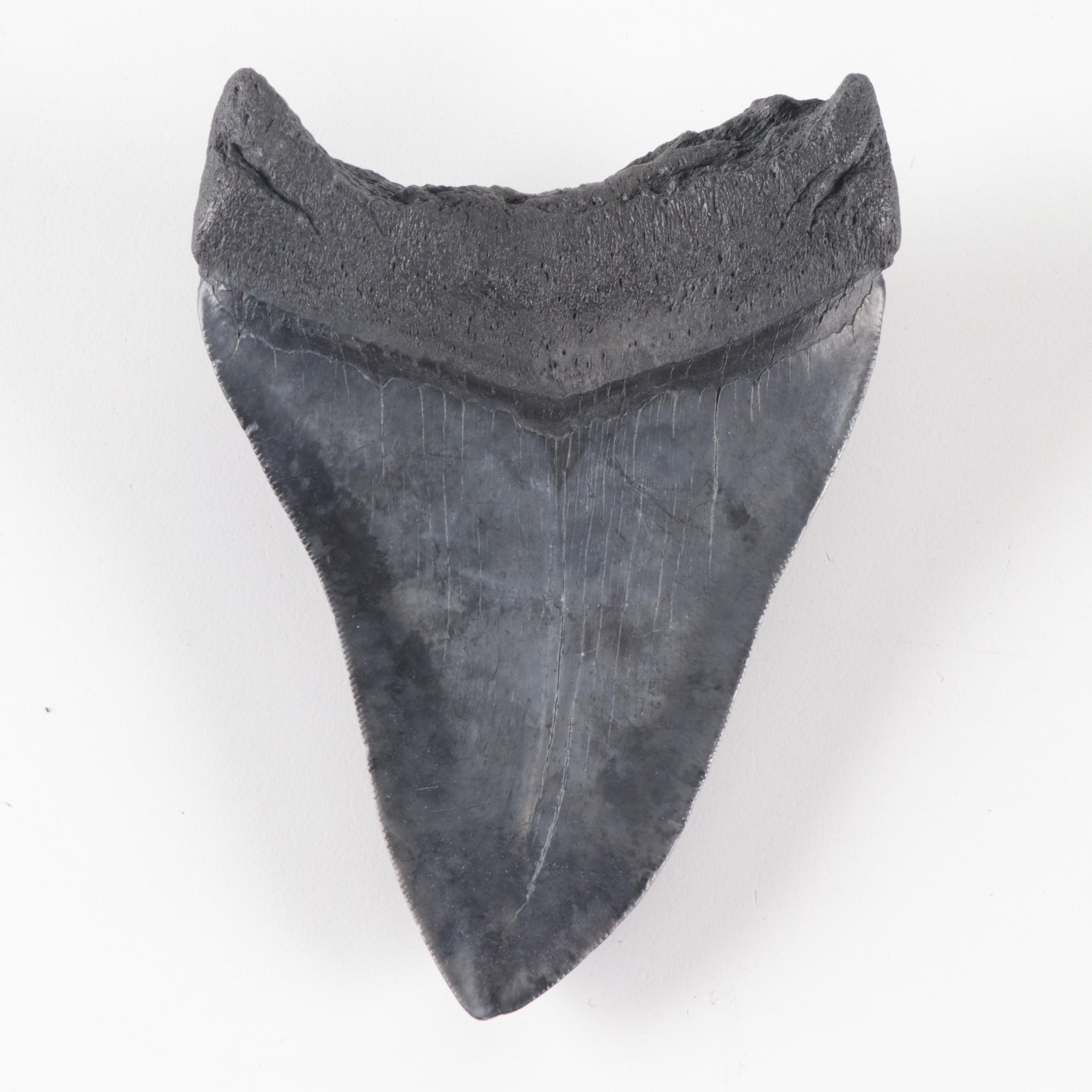 Megalodon Fossil Shark Tooth Specimens | EBTH