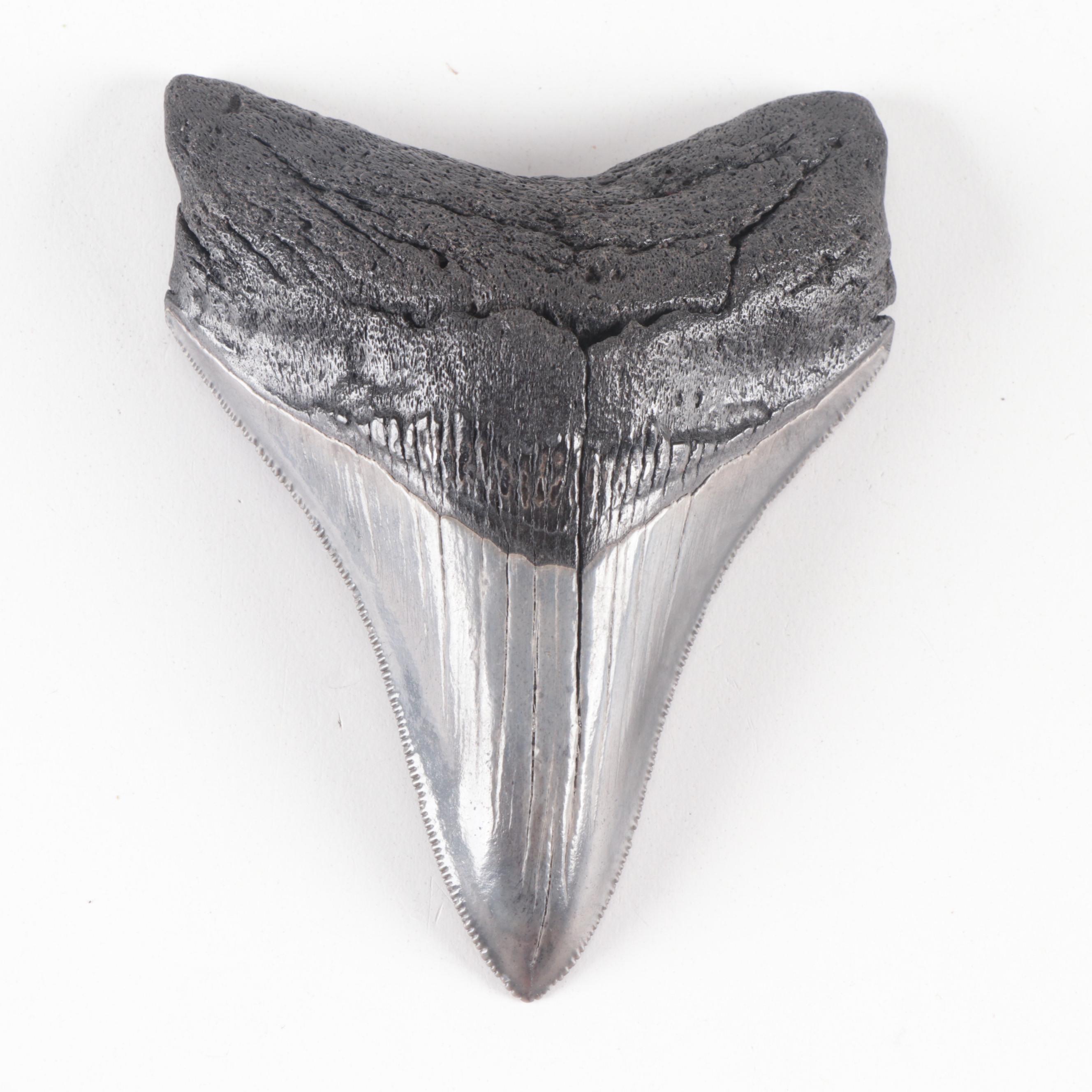 Megalodon Fossil Shark Tooth Specimens | EBTH