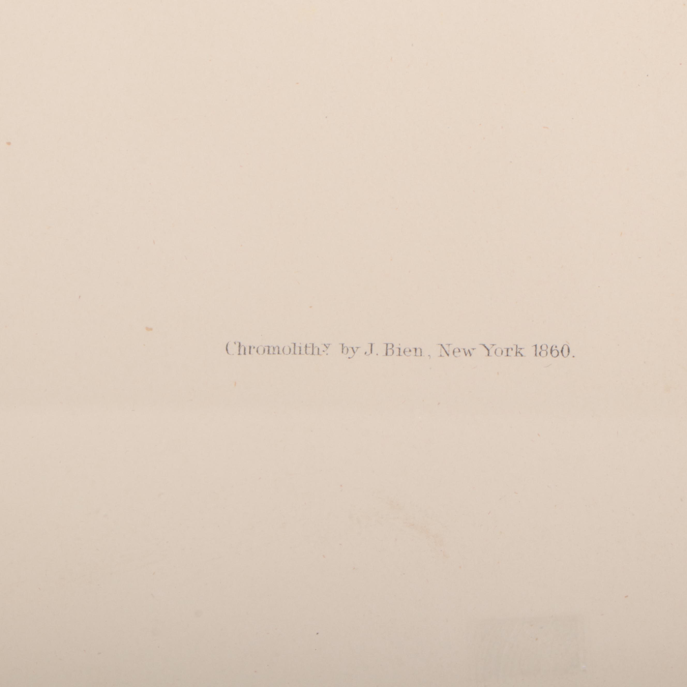 Julius Bien Ornithological Chromolithograph After John James Audubon ...
