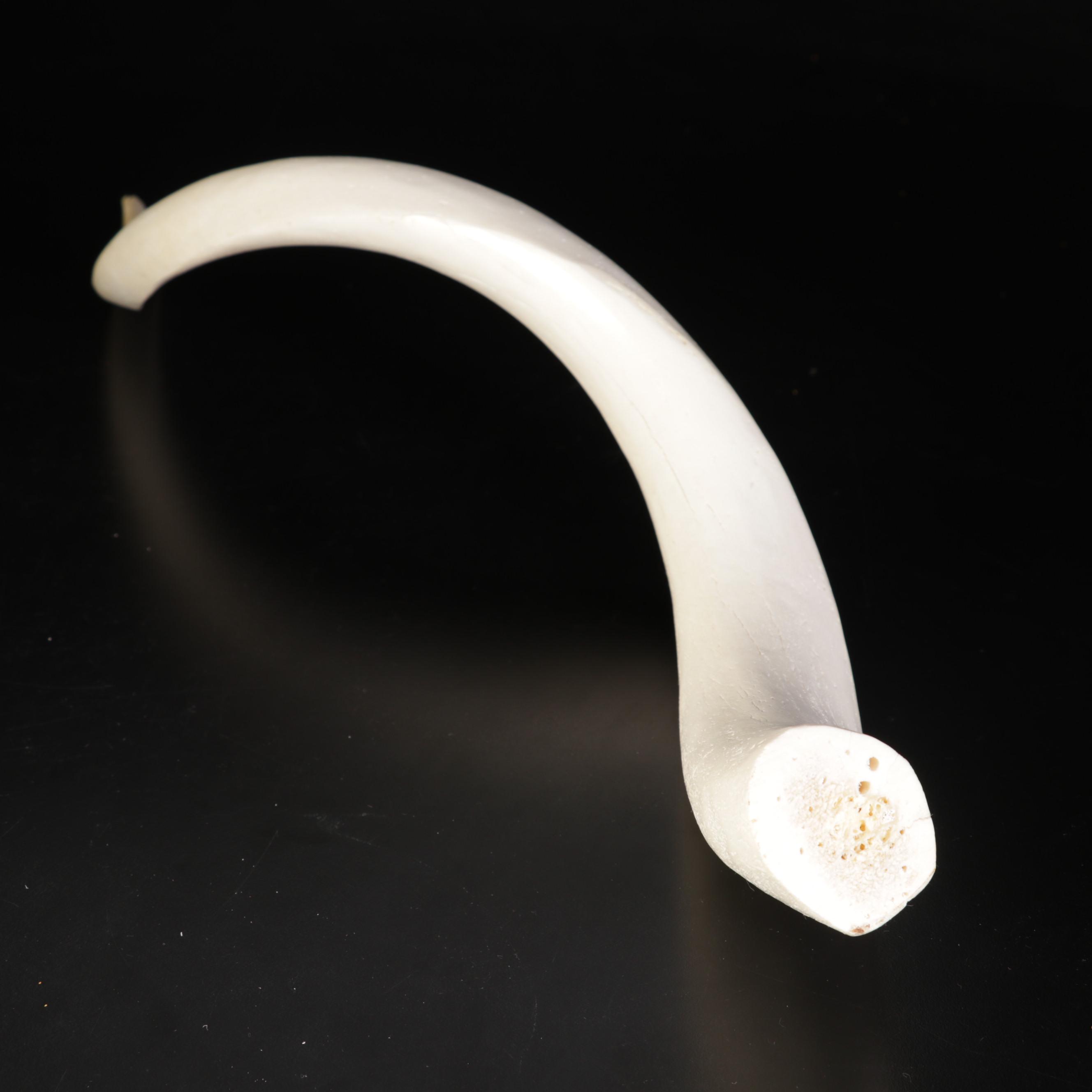 Three Greater Kudu Horn Inner Bone Cores | EBTH