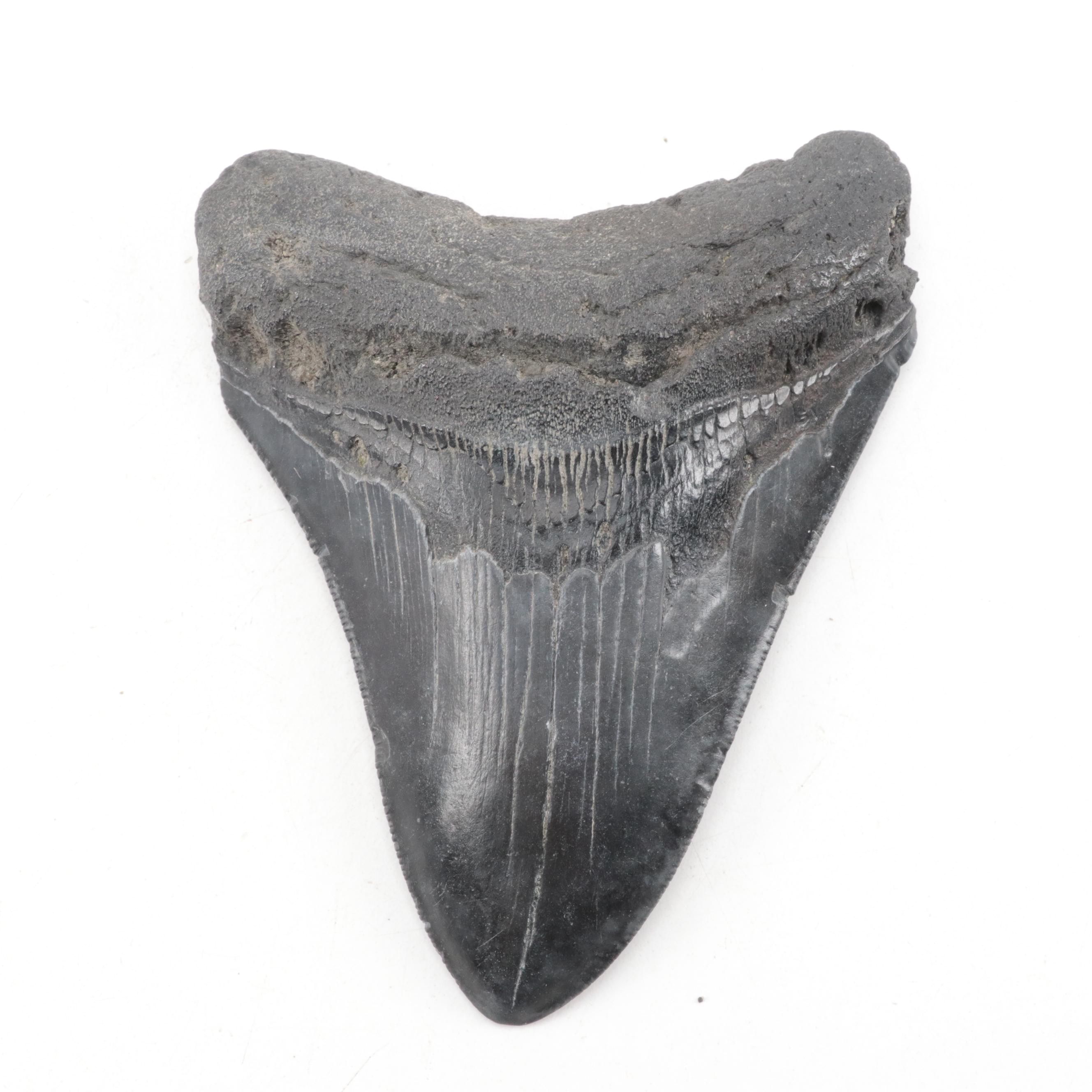 Megalodon Fossil Shark Tooth Specimen | EBTH