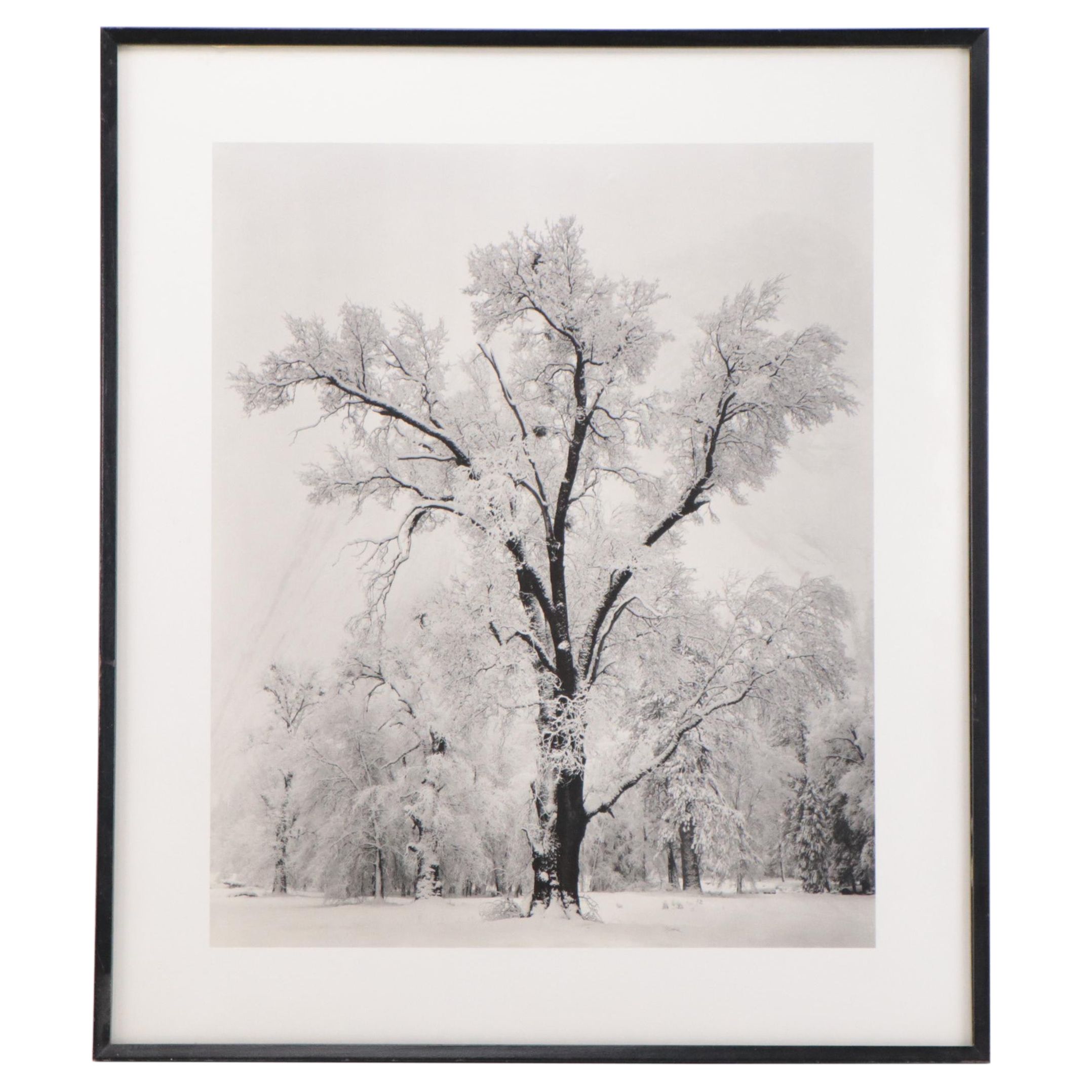 Offset Lithograph After Ansel Adams "Oak Tree, Snowstorm, Yosemite ...