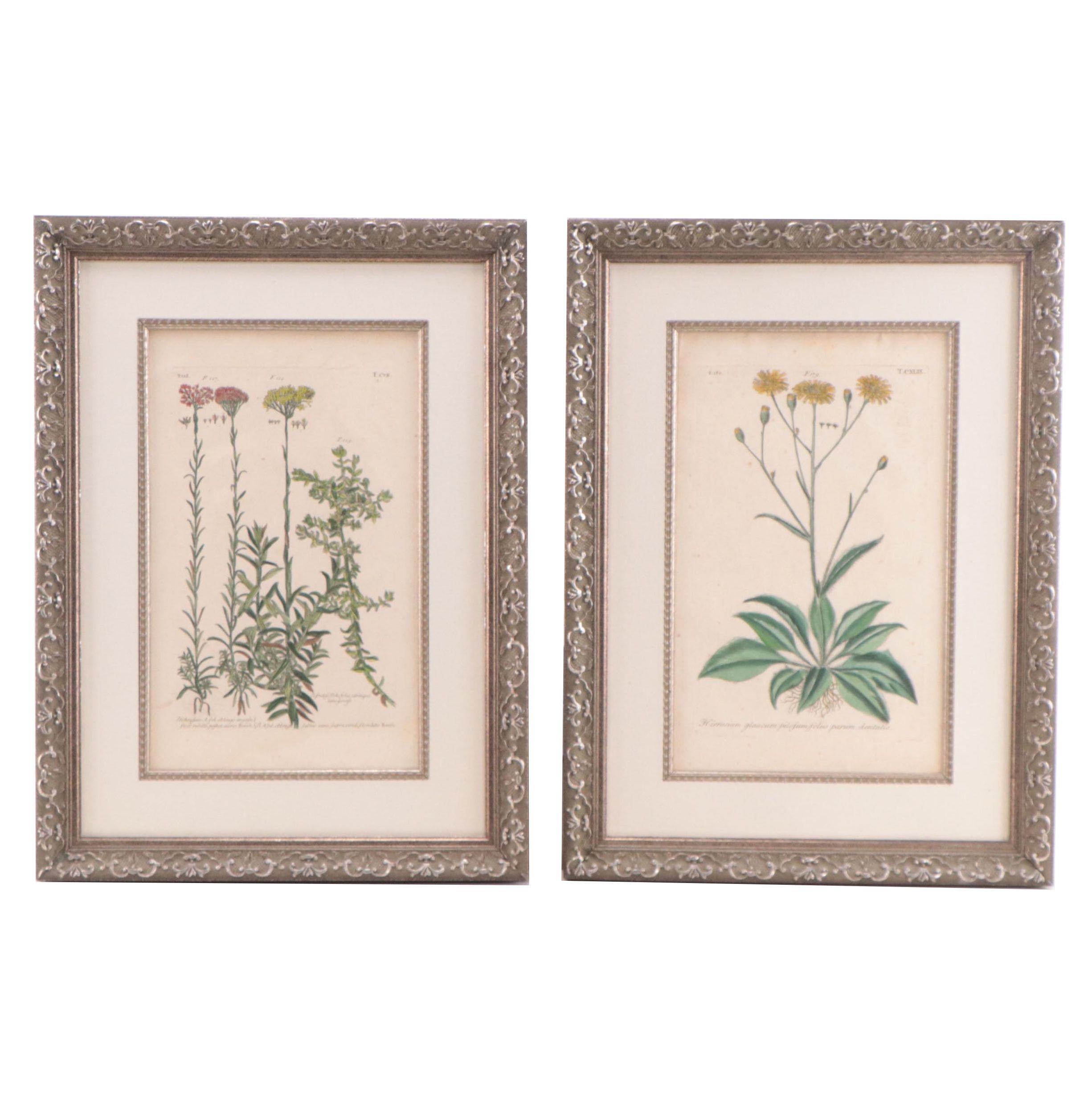 Botanical Hand-Colored Etchings, 18th Century | EBTH