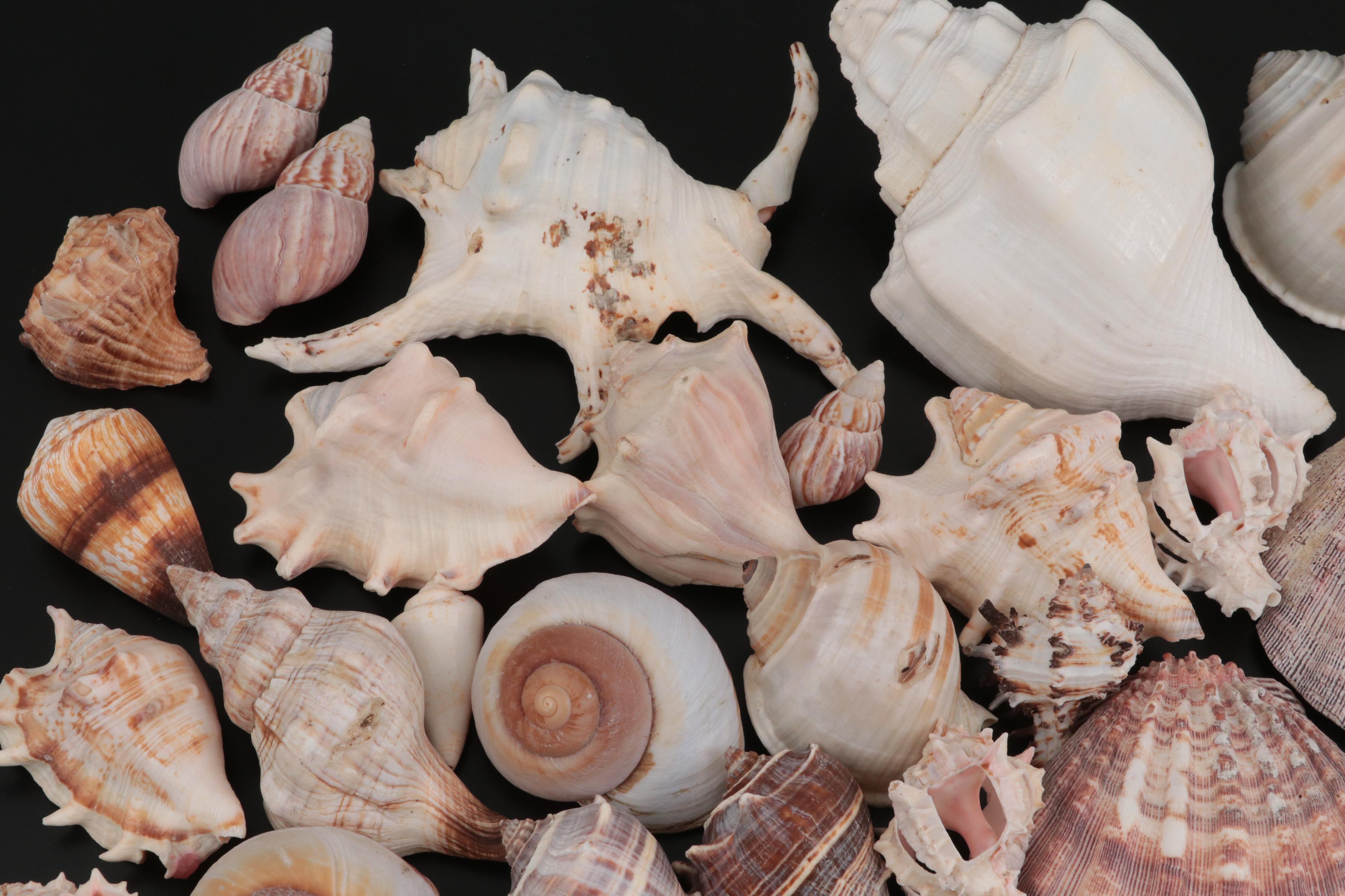 Conch Shells, Clam Shells, Starfish, Abalone, Whelks and More Seashells ...