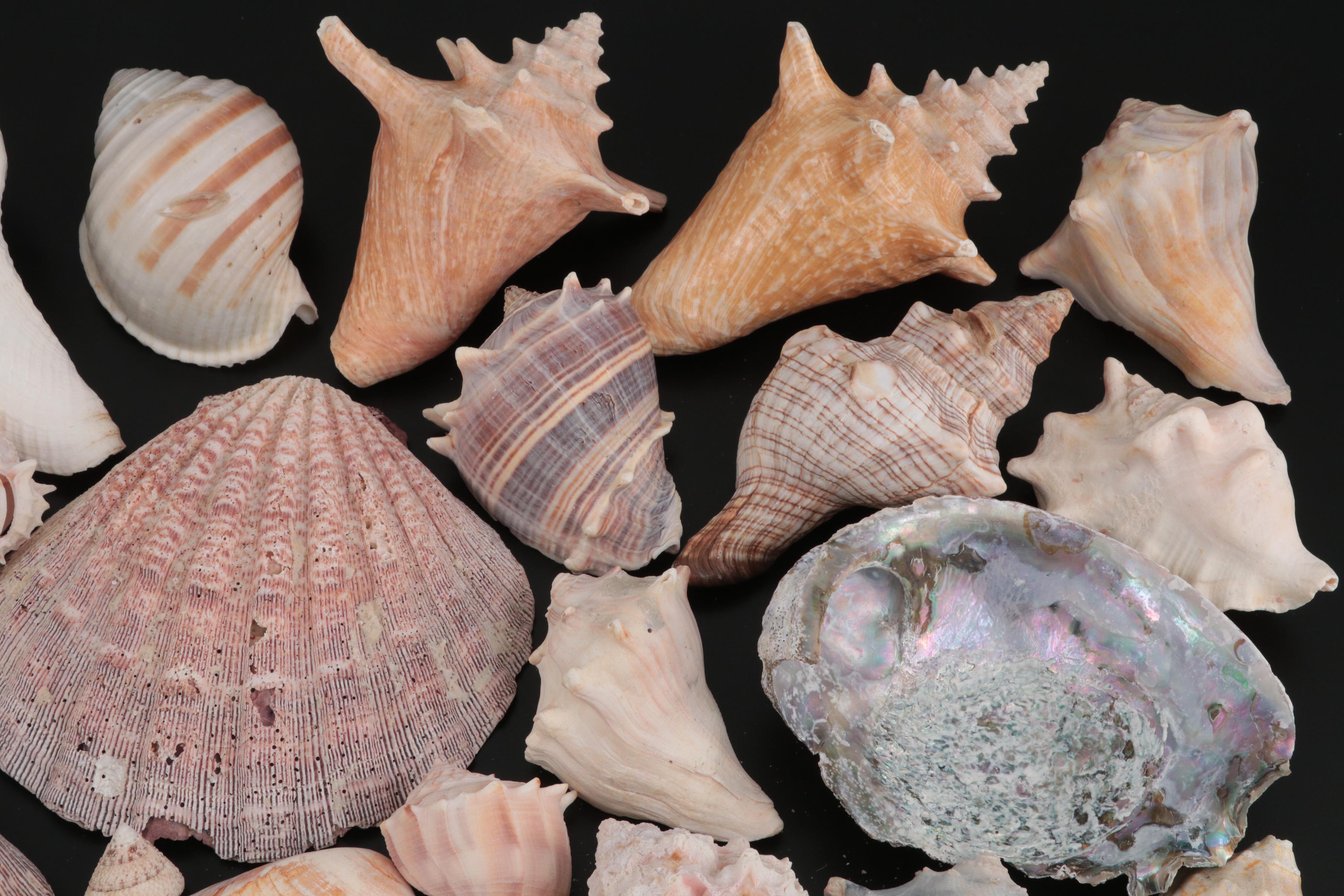 Conch Shells, Clam Shells, Starfish, Abalone, Whelks and More Seashells ...
