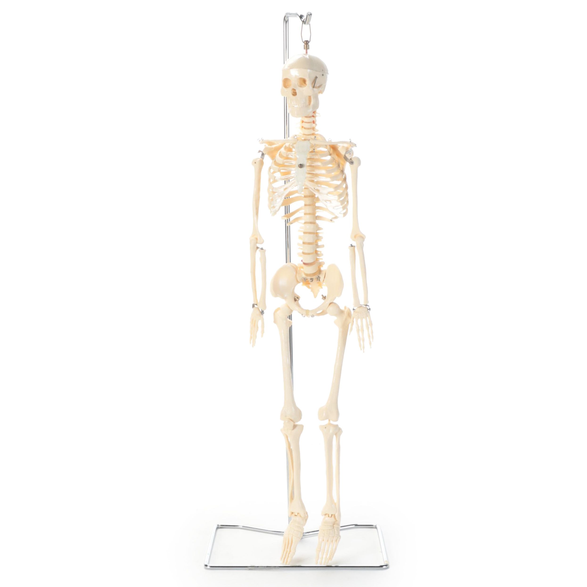 Scale Model Human Anatomy Resin Skeleton with Metal Frame | EBTH