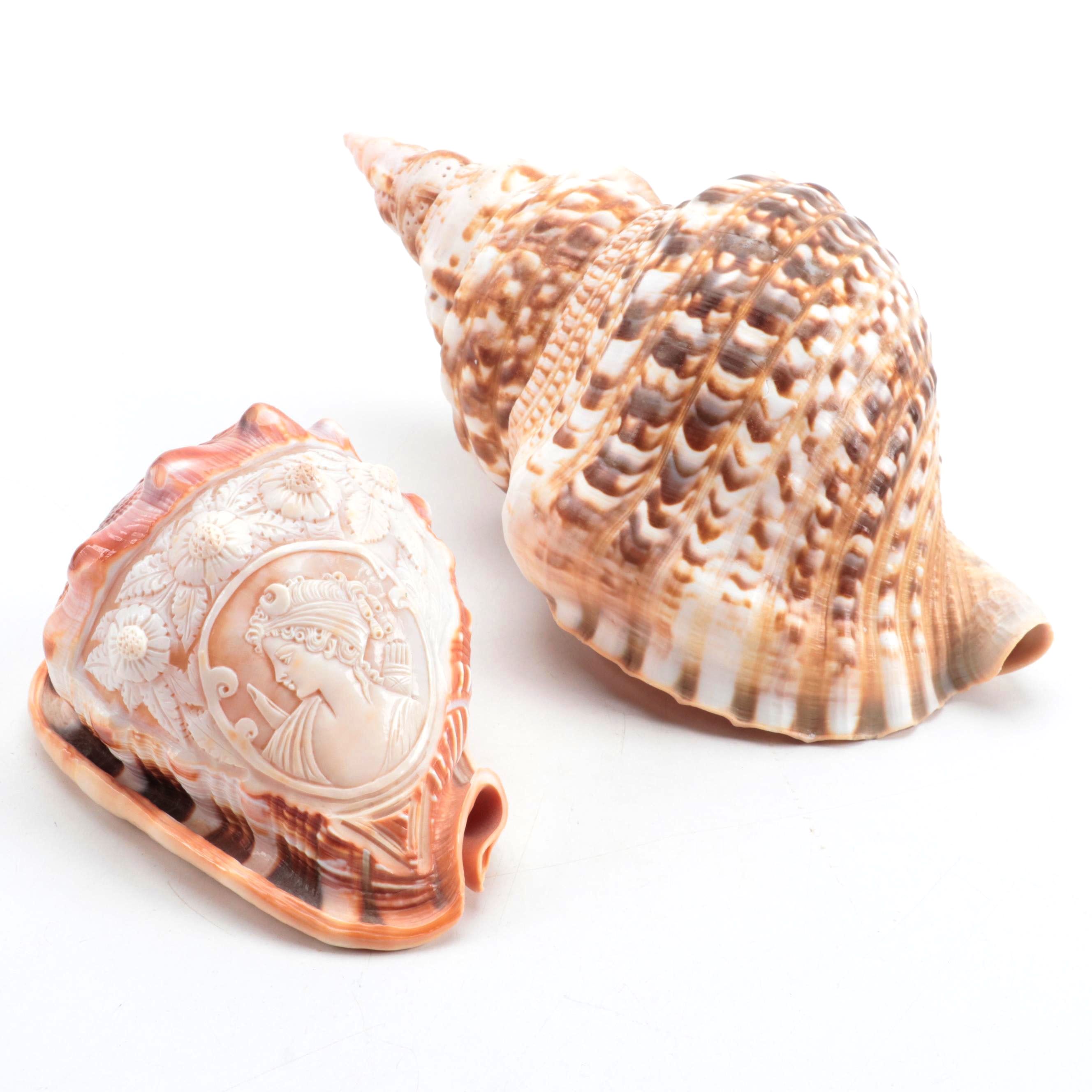 Carved Cameo Helmet and Triton Conch Specimen Shells | EBTH