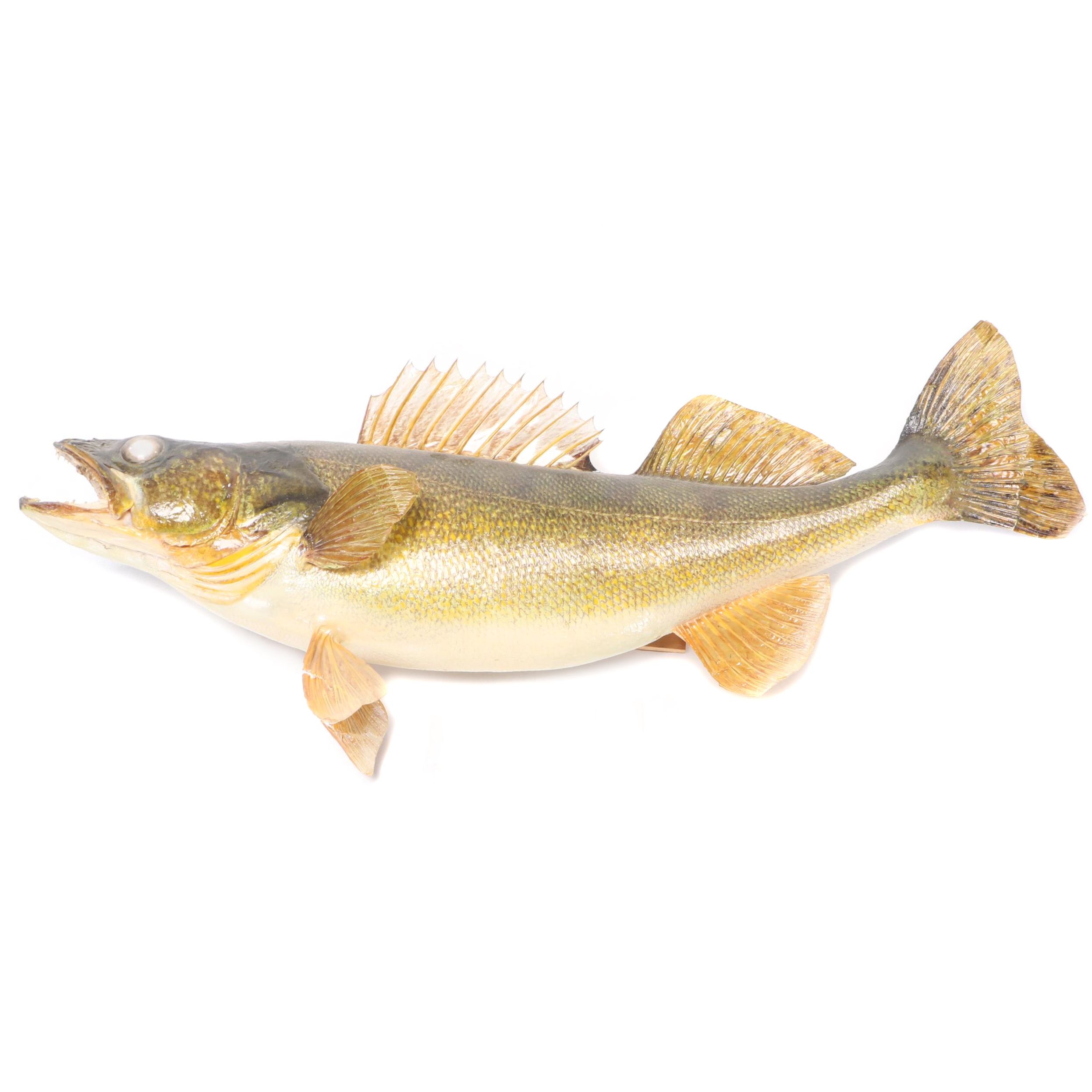 Taxidermy Yellow Pike Walleye Fish Full Body Mount | EBTH