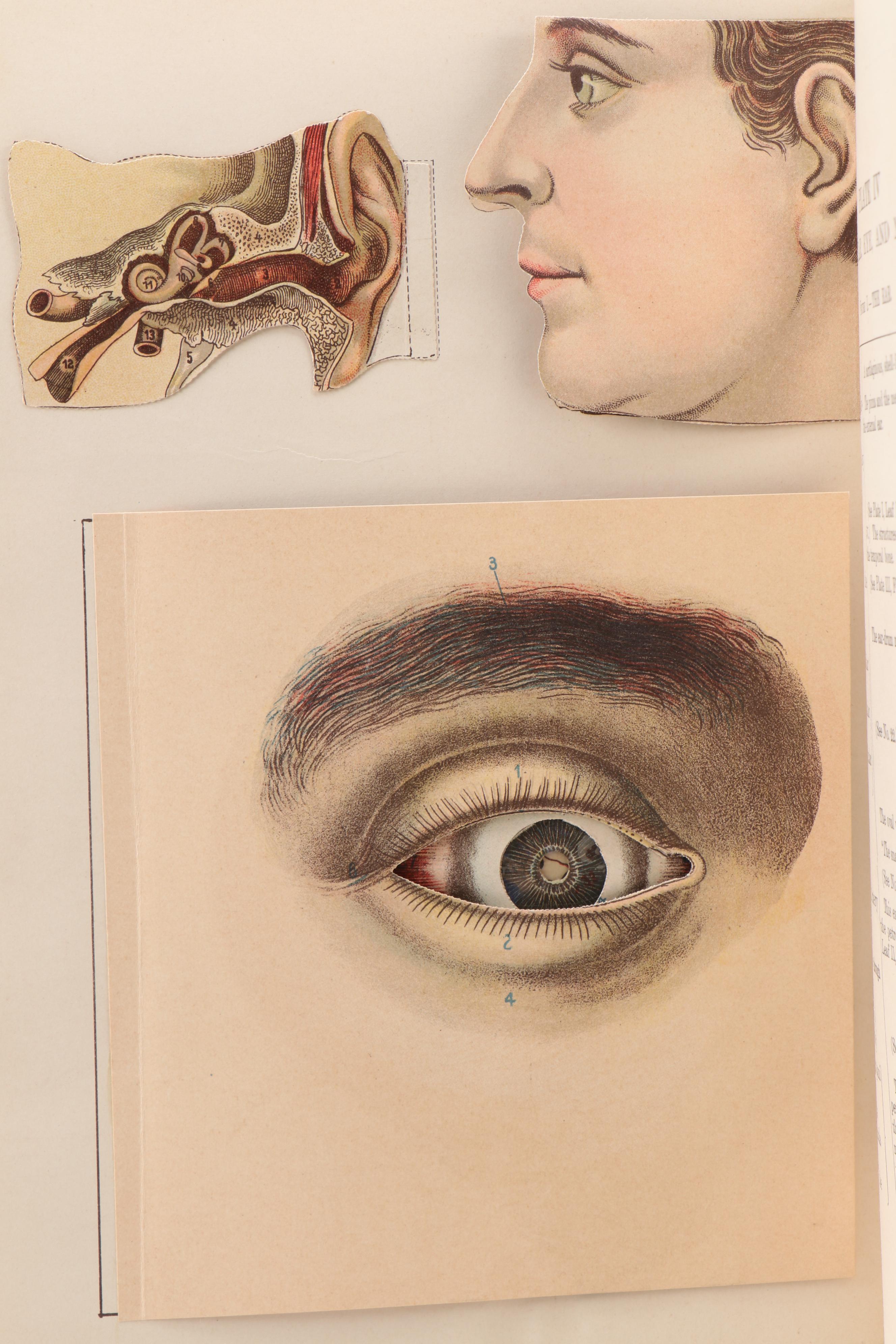 "Atlas of Physiology and Anatomy of the Human Body" by Alfred M. Amadon ...