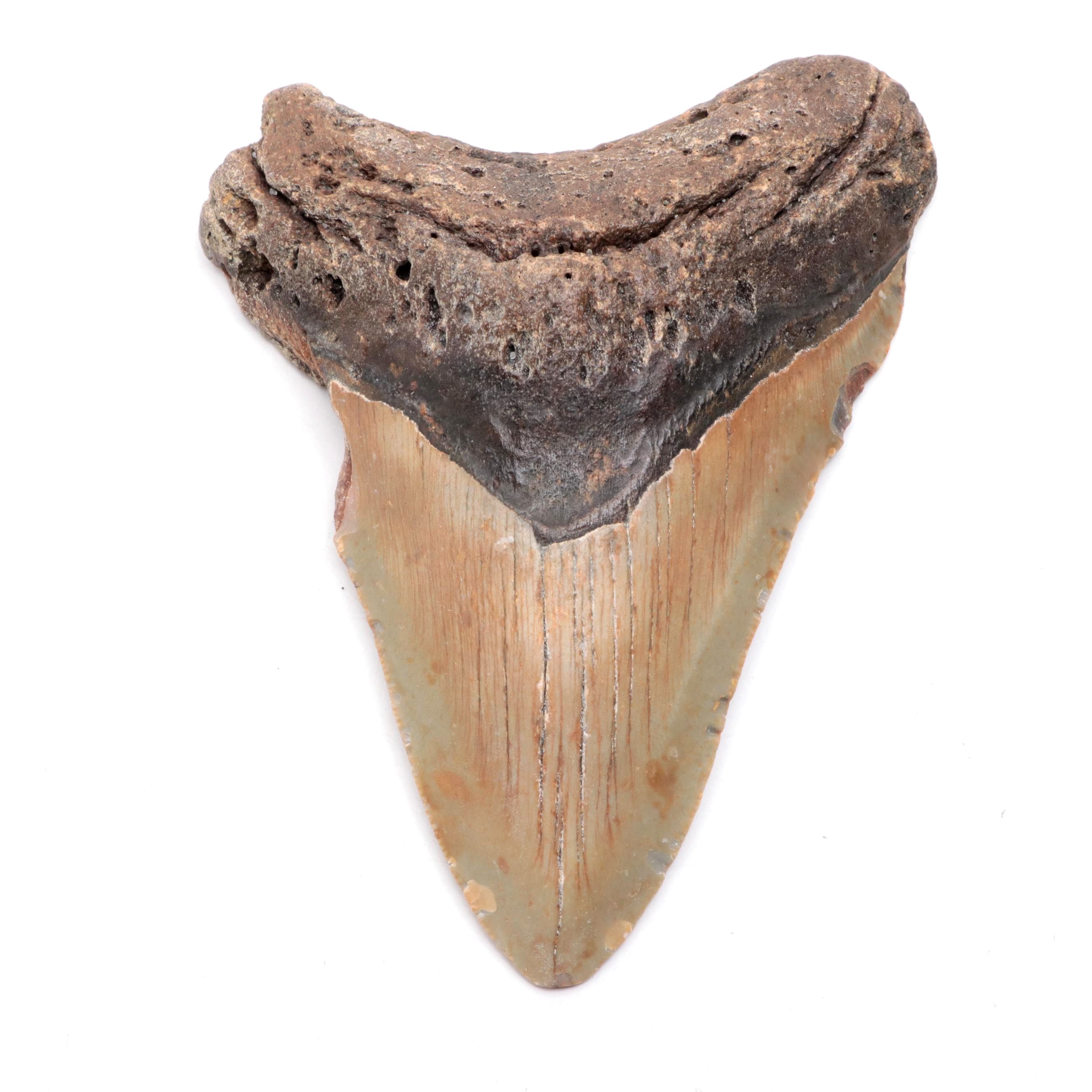 Megalodon Fossil Shark Tooth Specimen | Everything But The House