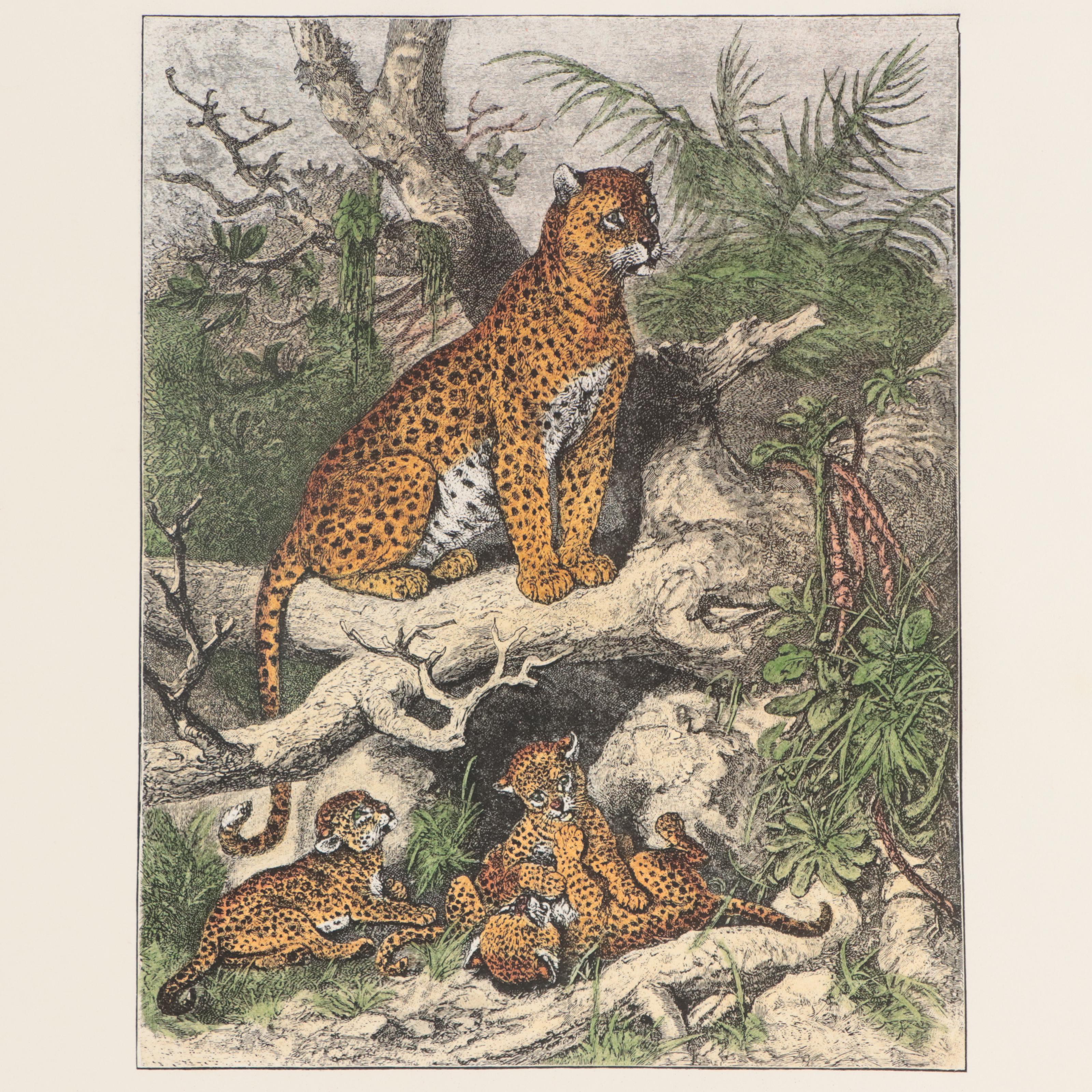 Hand-Colored Lithographs of Animals Including "Giraffe" and ...