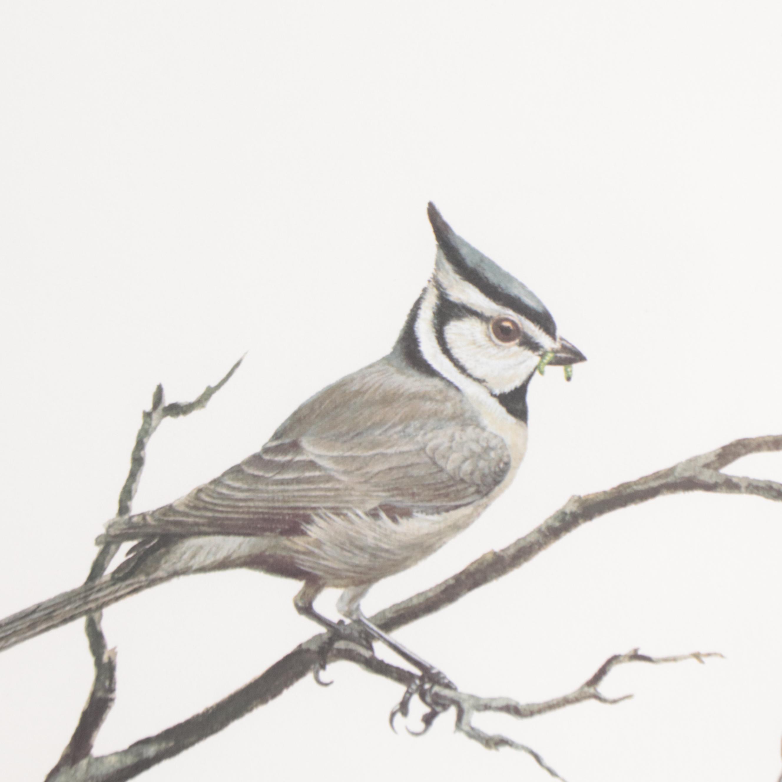 Ray Harm Offset Lithographs of Birds, Late 20th Century | Everything ...