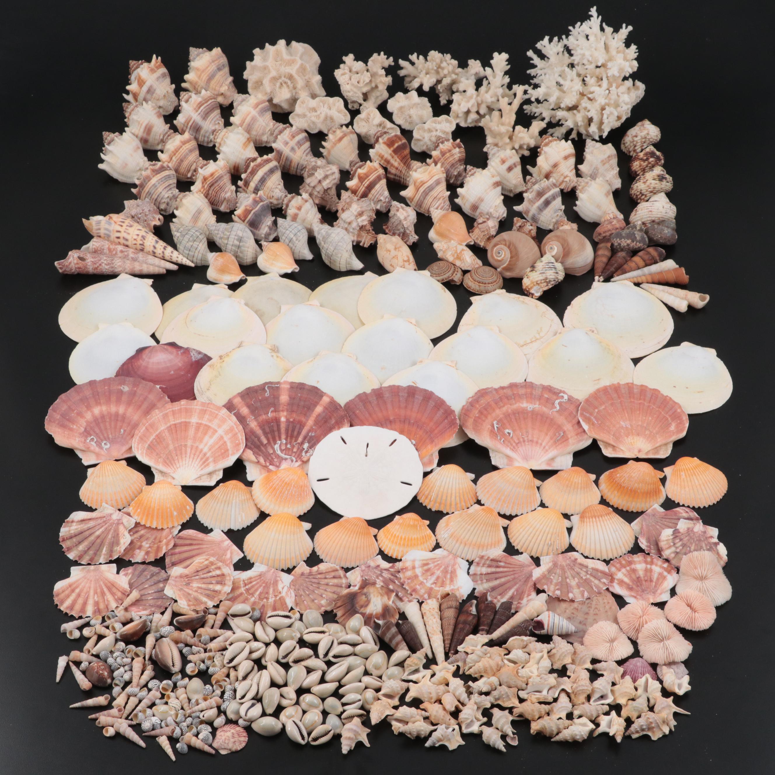 Auger Shells, Scallop Shells, Cowries, Cowries, Sand Dollar, Fossil ...