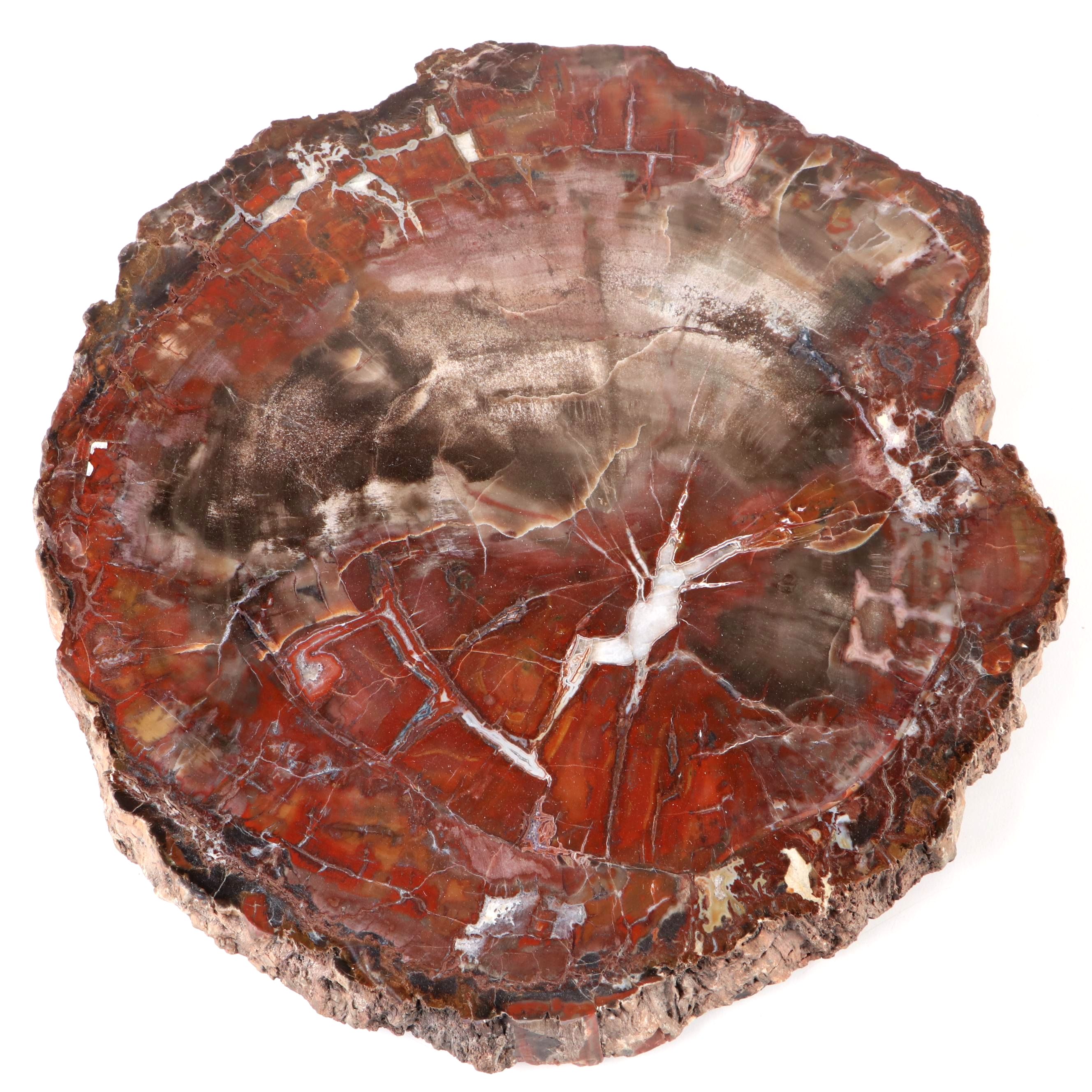 Polished Red Agatized Petrified Wood Slab | EBTH