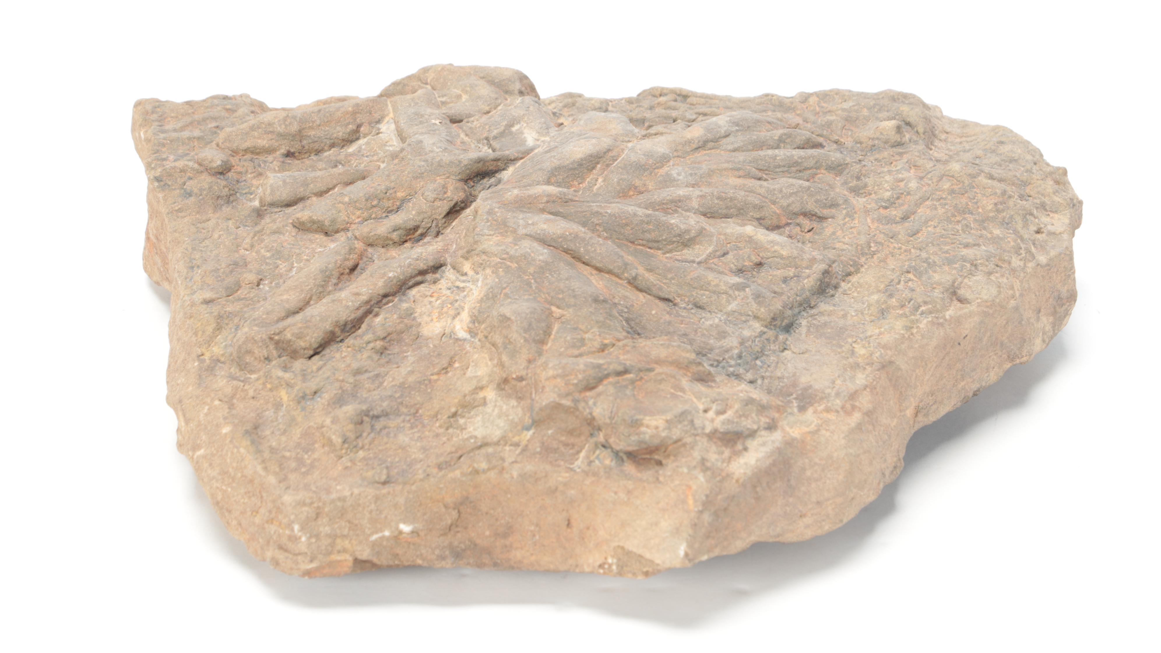 Composite Algae Fossil in Matrix | EBTH