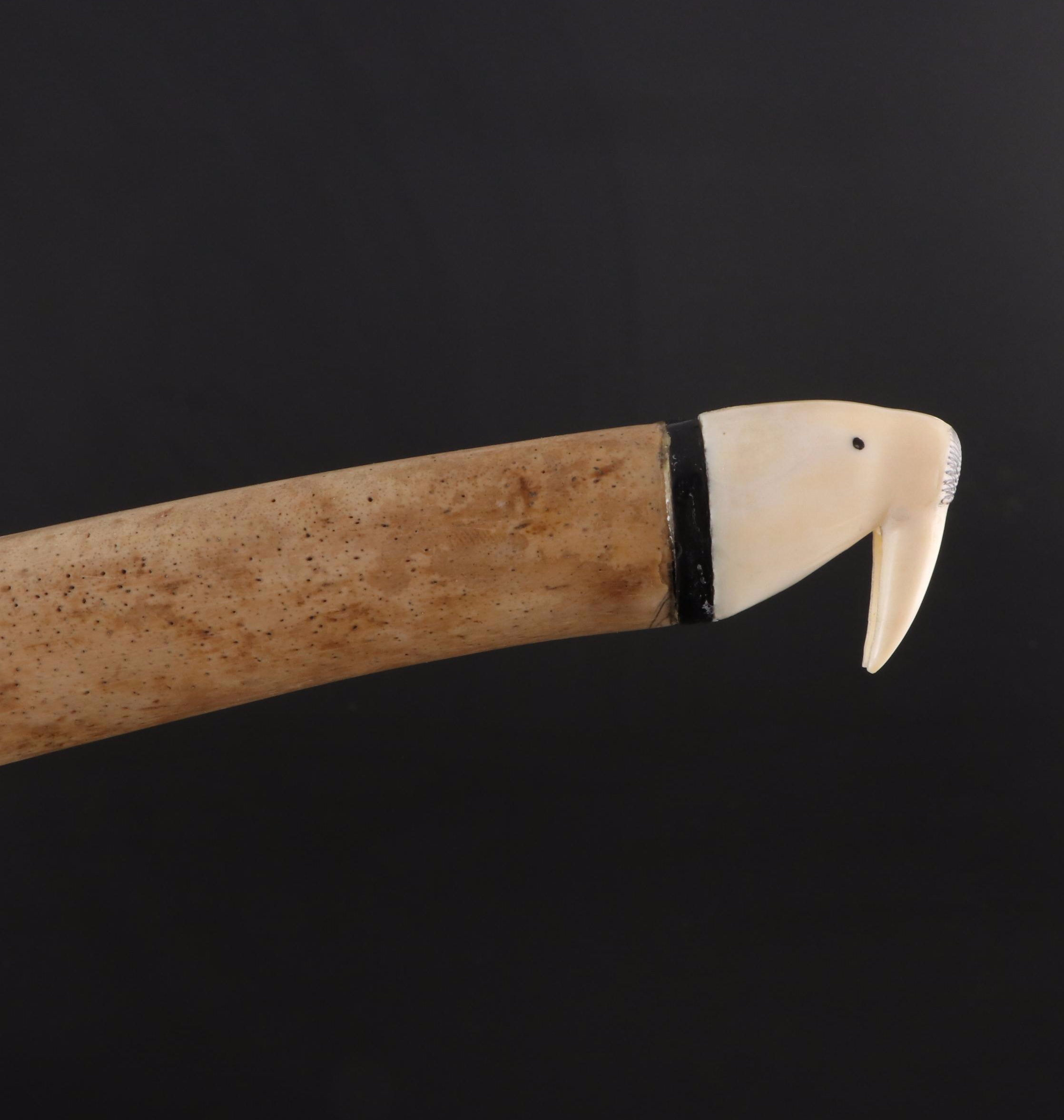 Fossilized Walrus Oosik with Carved Caps | EBTH