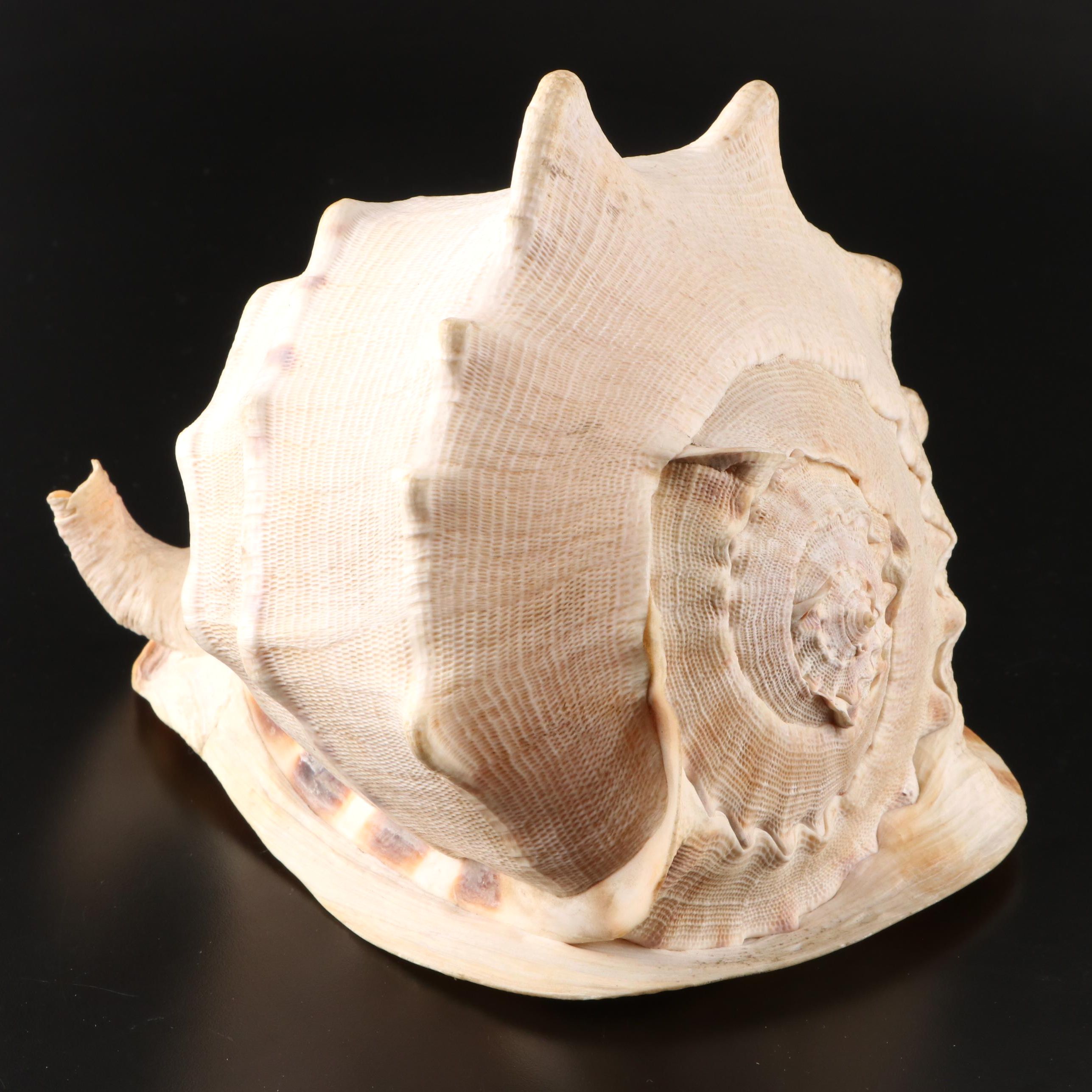 Queen Helmet Horned Shell | EBTH
