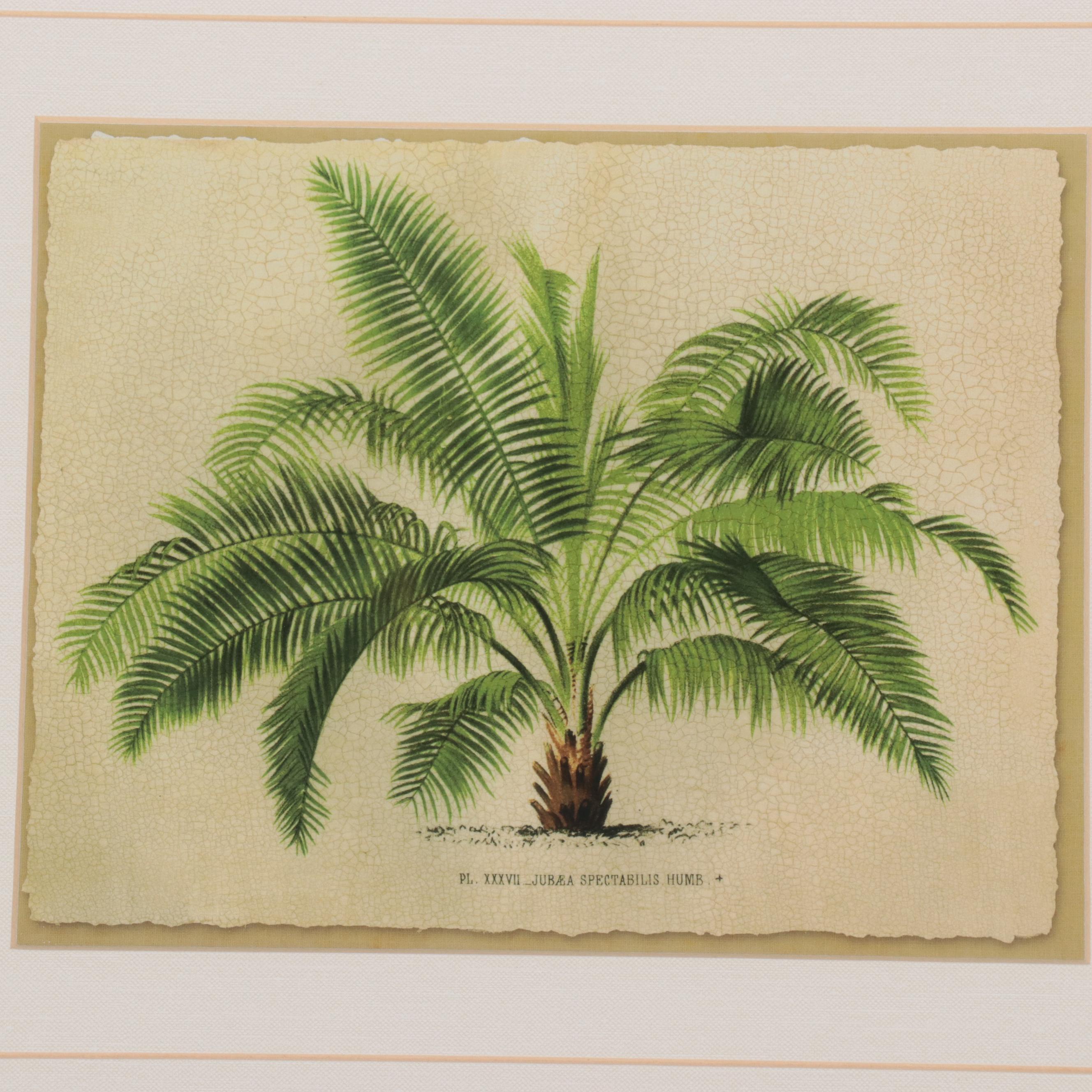 Wendover Art Group Botanical Offset Lithographs of Palm Trees | EBTH