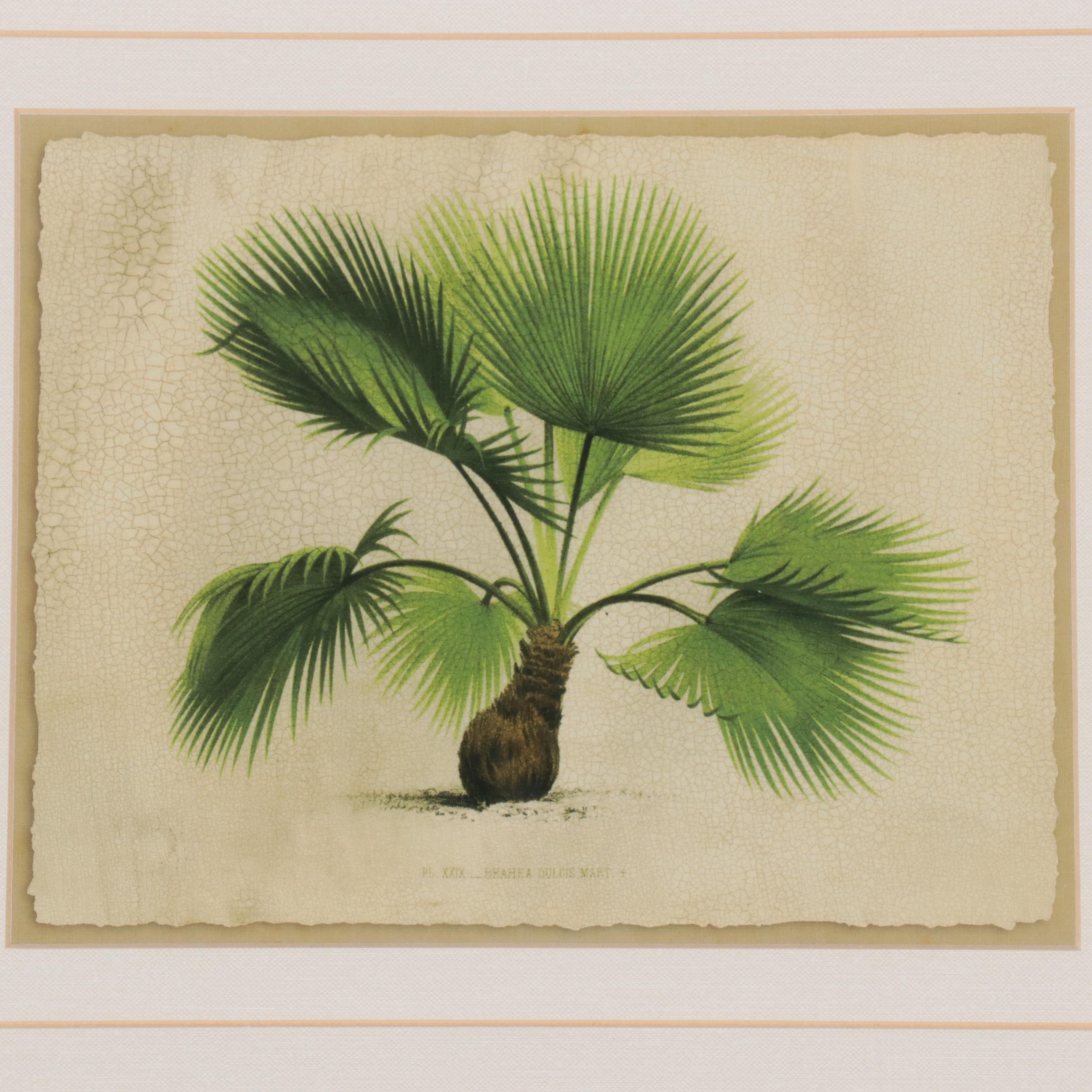 Wendover Art Group Botanical Offset Lithographs of Palm Trees | EBTH