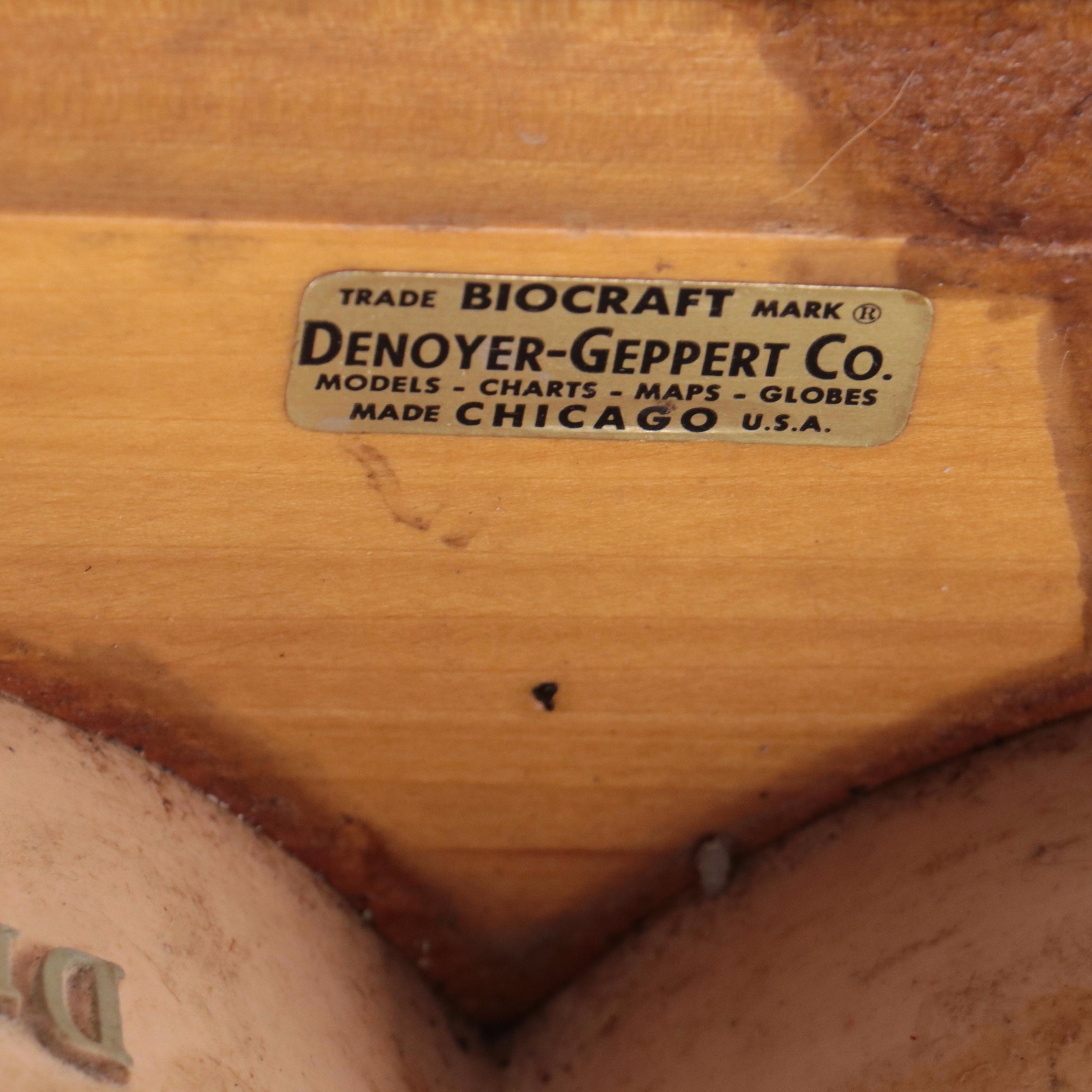 Denoyer-Geppert Co. Medical Model of Human Torso, Mid-20th Century | EBTH