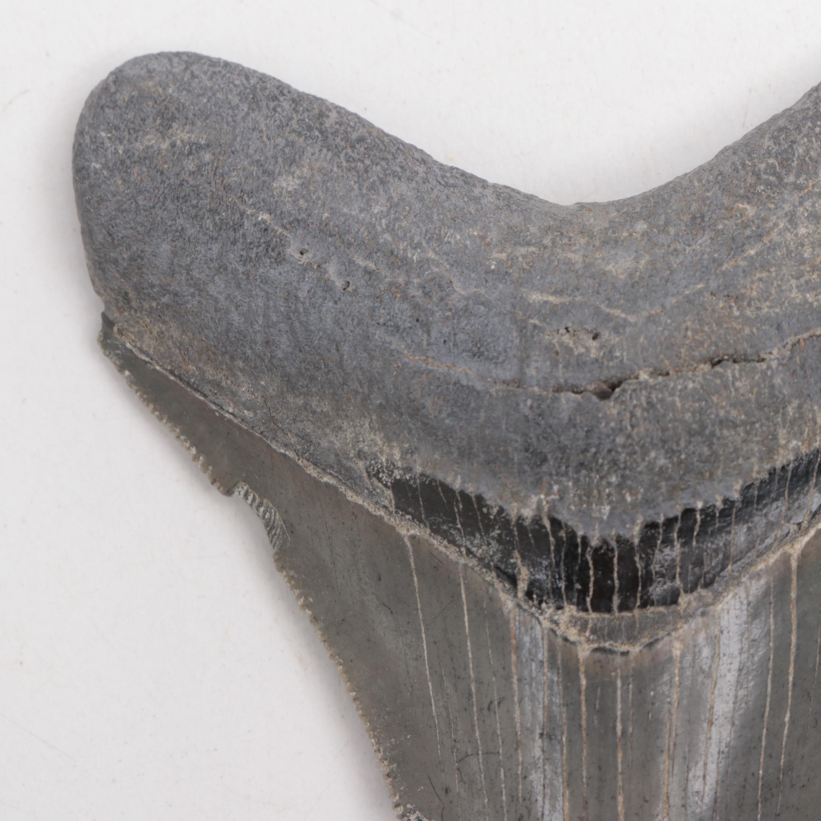 Fossil Megalodon Shark Tooth Specimen | EBTH