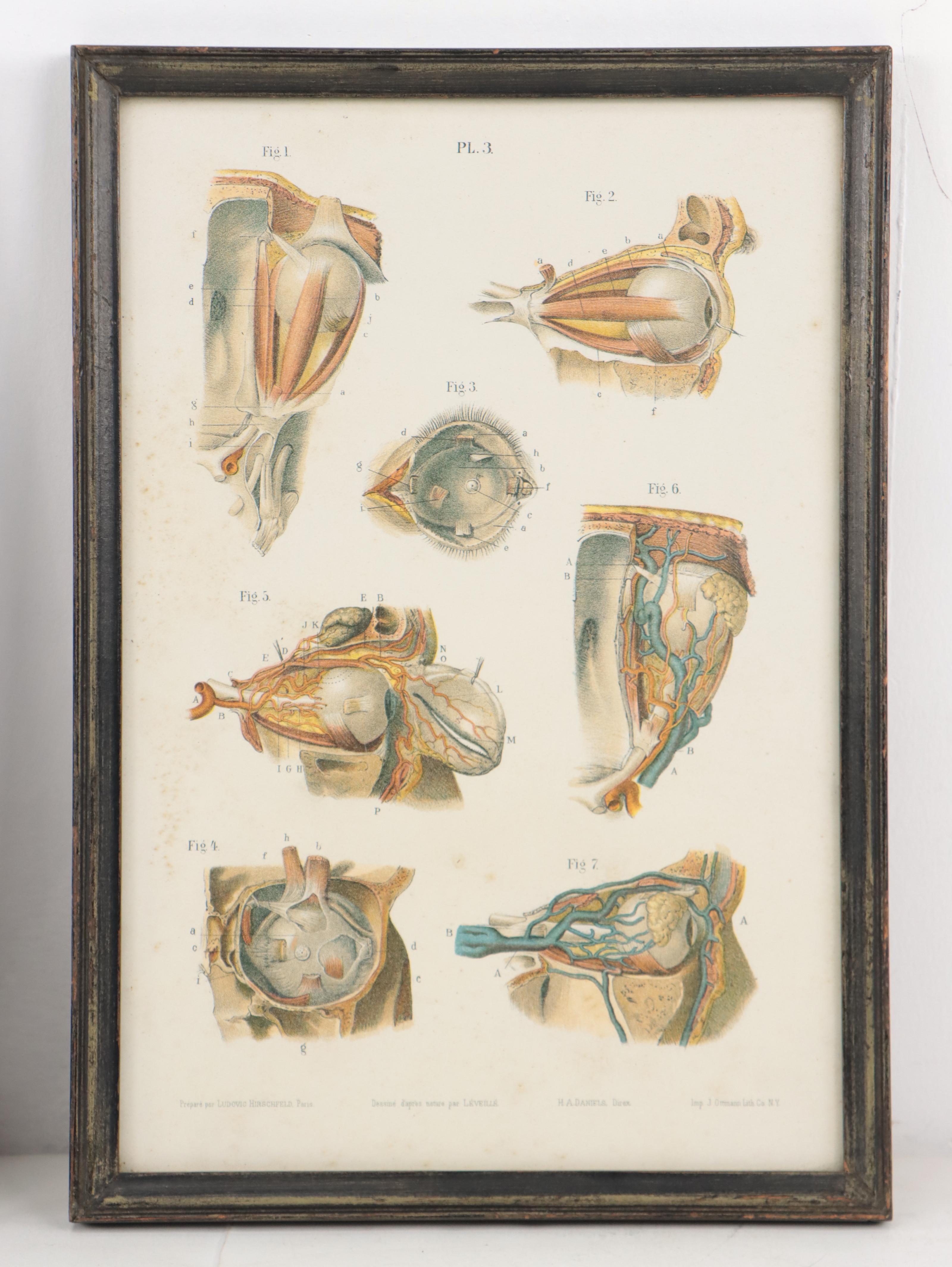 Chromolithographic Medical Plates of the Human Eye, Circa 1860 | EBTH