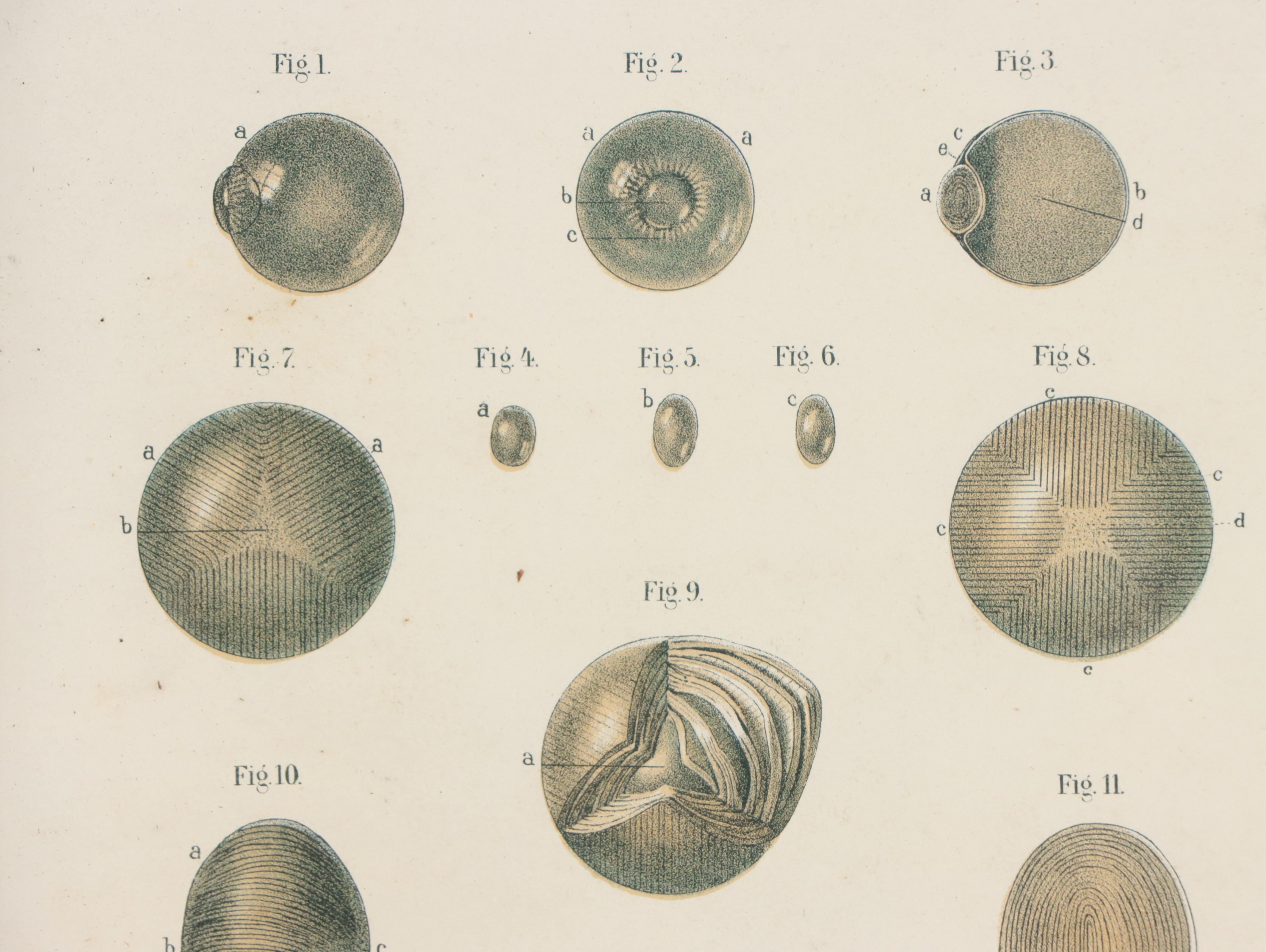 Chromolithographic Medical Plates of the Human Eye, Circa 1860 | EBTH