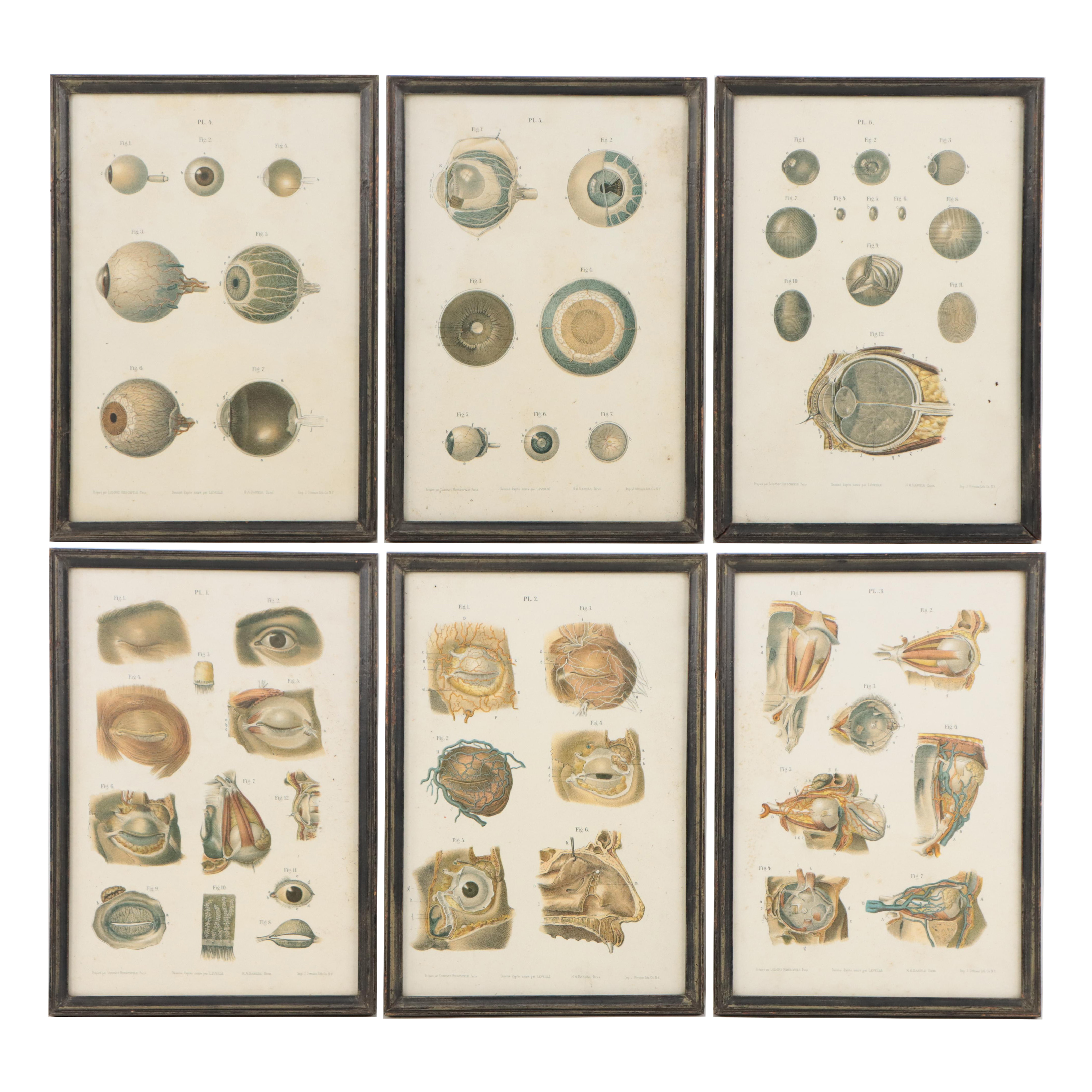 Chromolithographic Medical Plates of the Human Eye, Circa 1860 | EBTH
