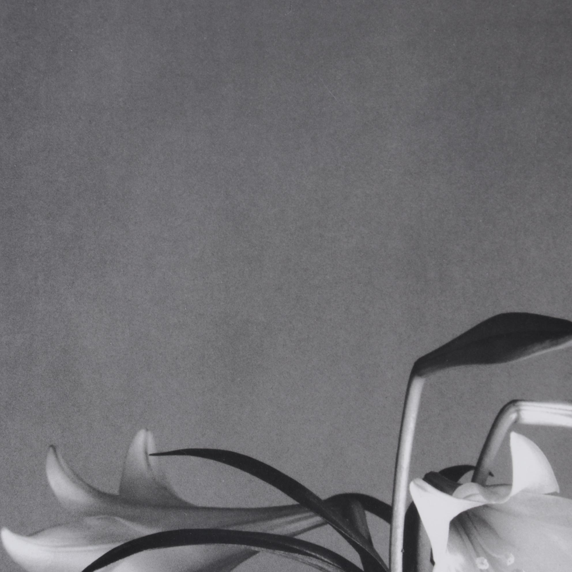 Offset Lithograph After Robert Mapplethorpe "Easter Lily," Circa 1992 ...