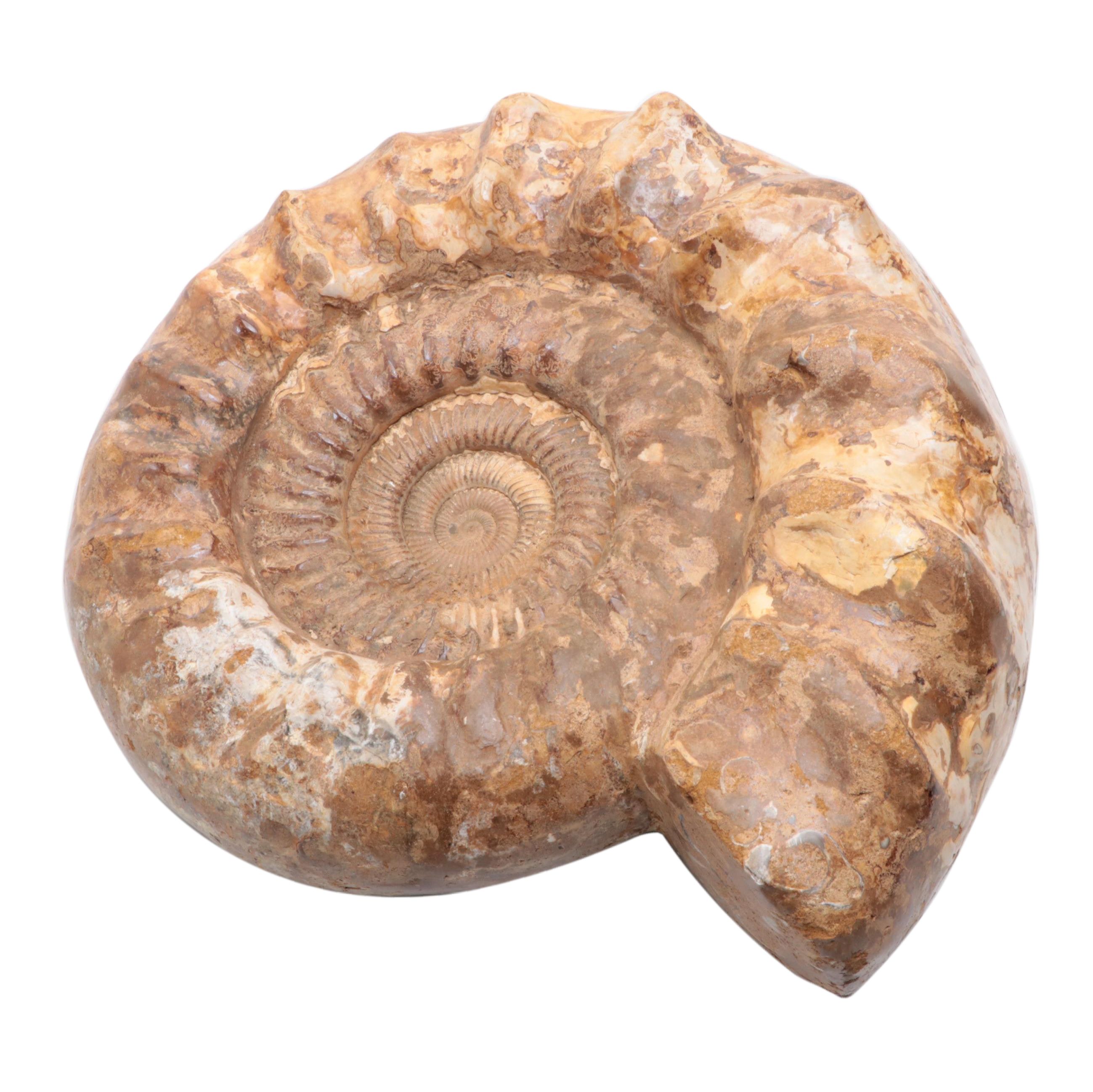 Large-Scale Ammonite Fossil | EBTH