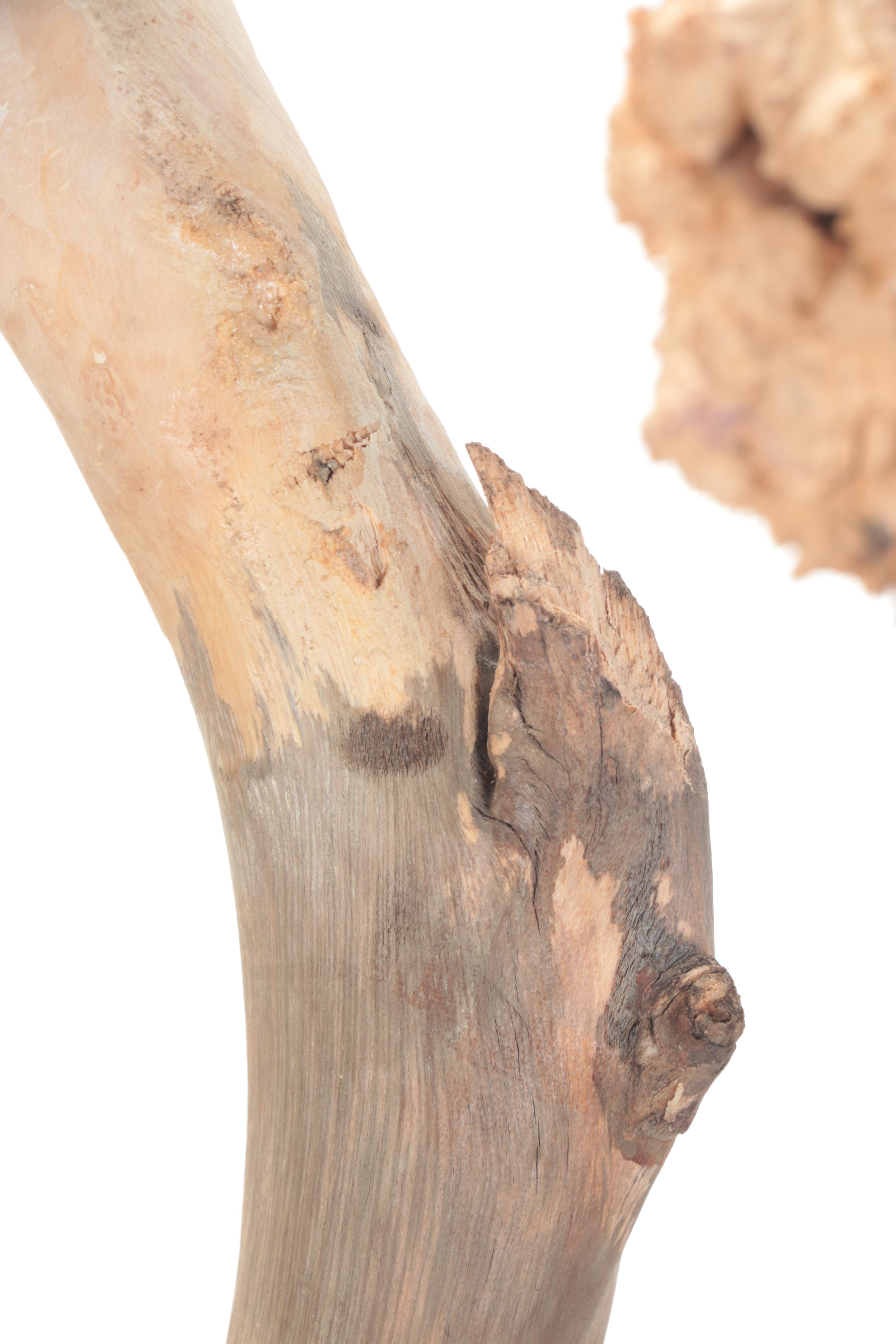 Cedar Root with Galls as a Sculpture | EBTH