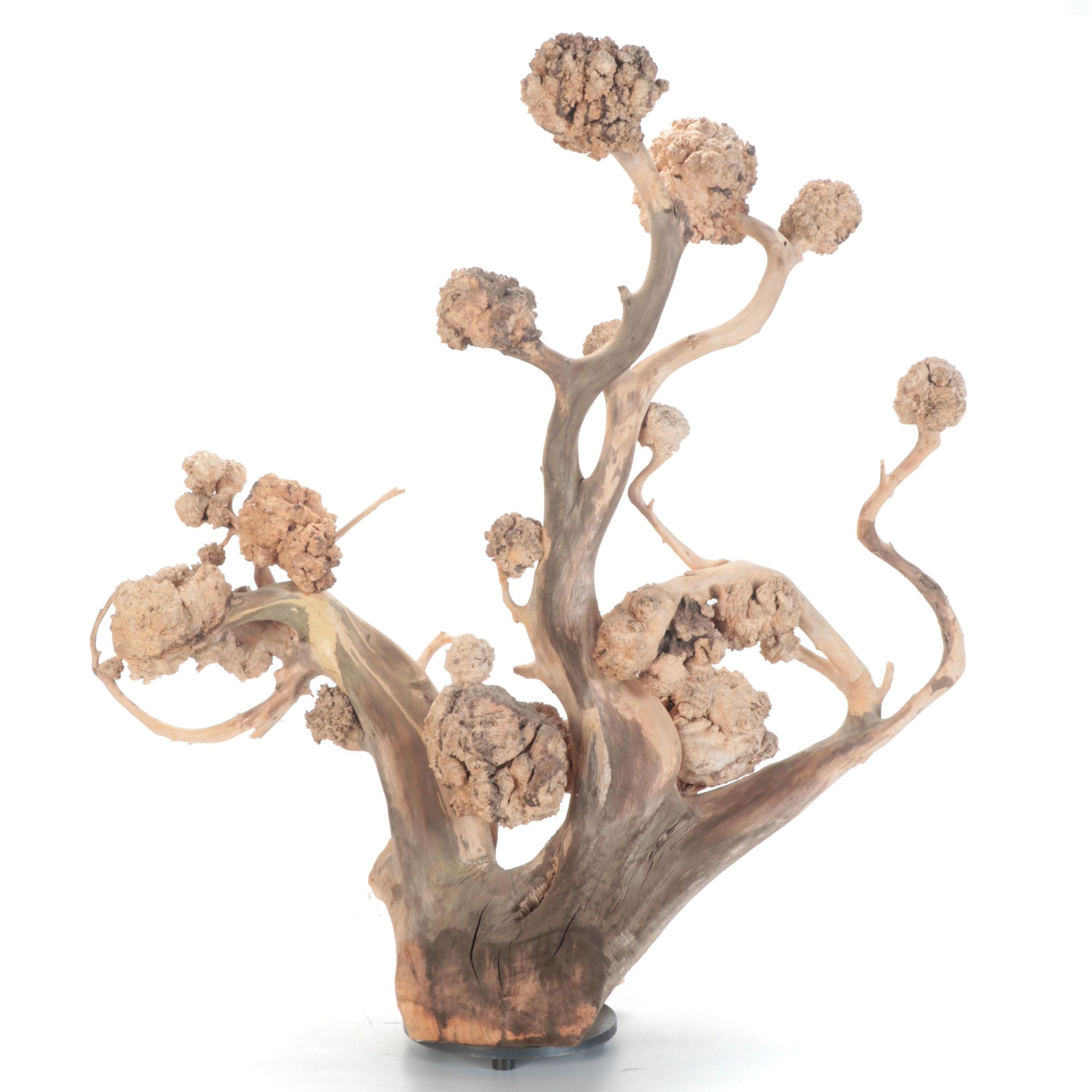 Cedar Root with Galls as a Sculpture | EBTH
