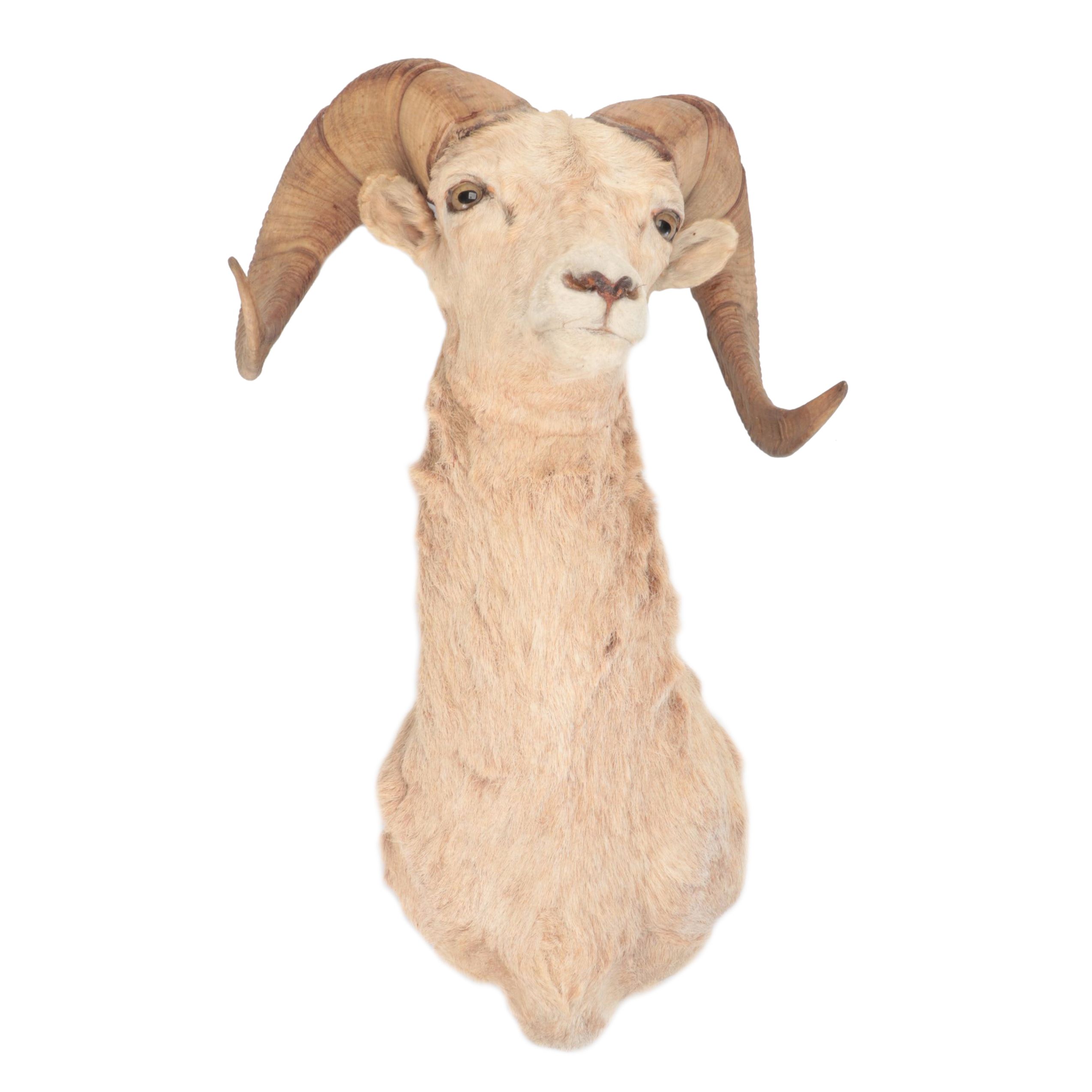 Taxidermy Montana Bighorn Sheep Ram Shoulder Mount | Everything But The ...