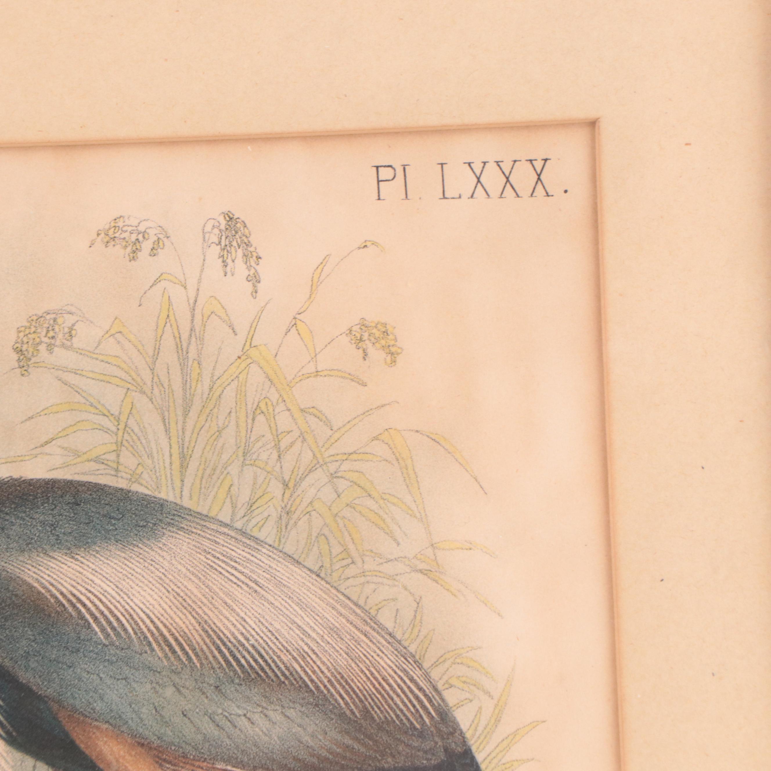 Color Lithograph After Jacob H. Studer "Great Blue Heron, White Ibis ...