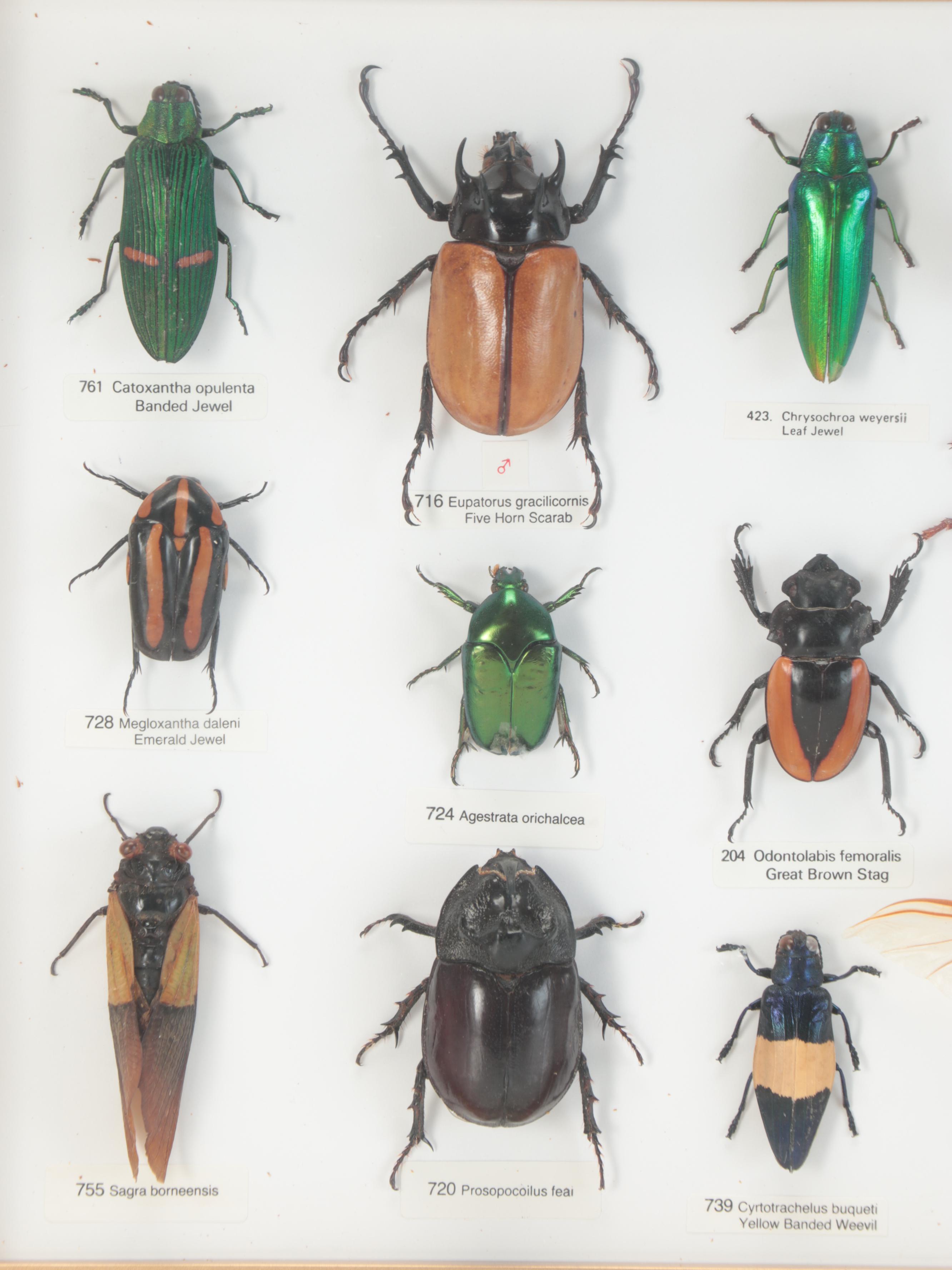 Taxidermy Scorpion, Scarab and Jewel Beetles, Weevils and More in Case ...