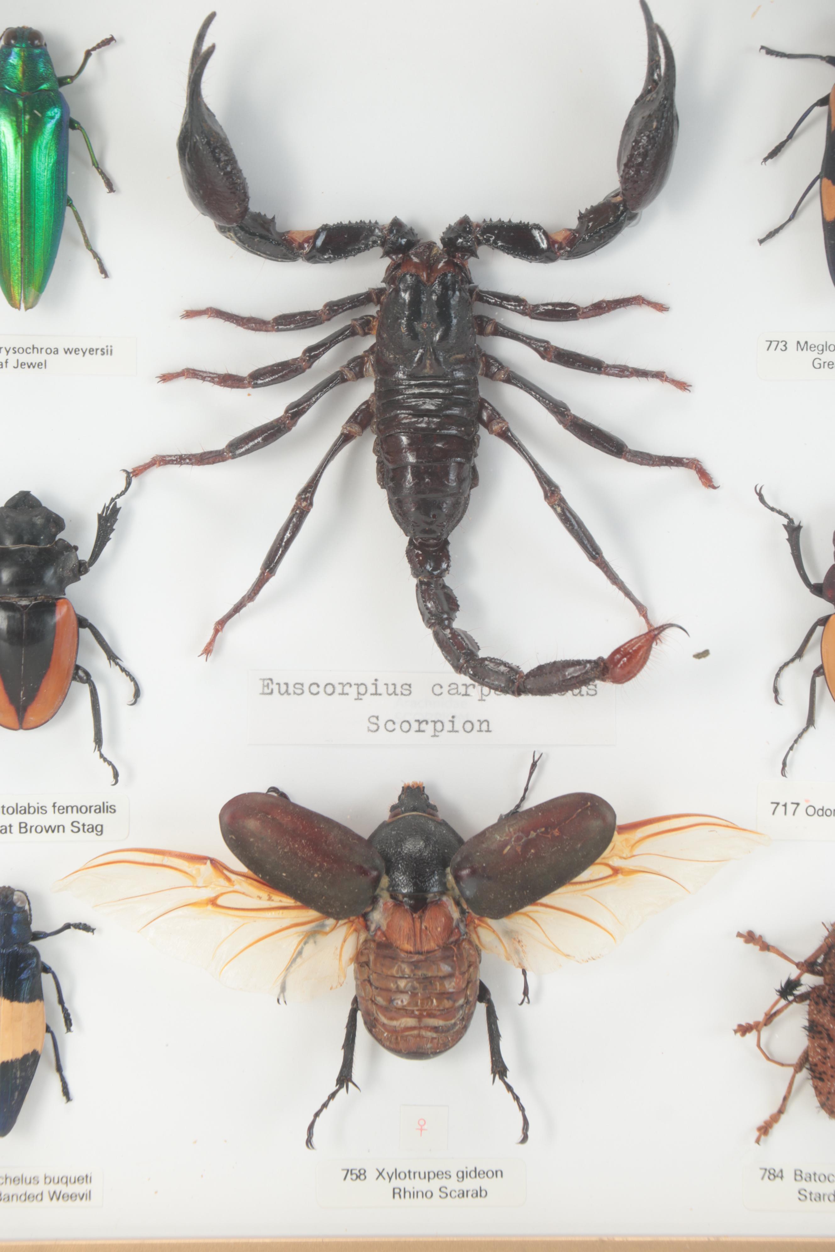 Taxidermy Scorpion, Scarab and Jewel Beetles, Weevils and More in Case ...