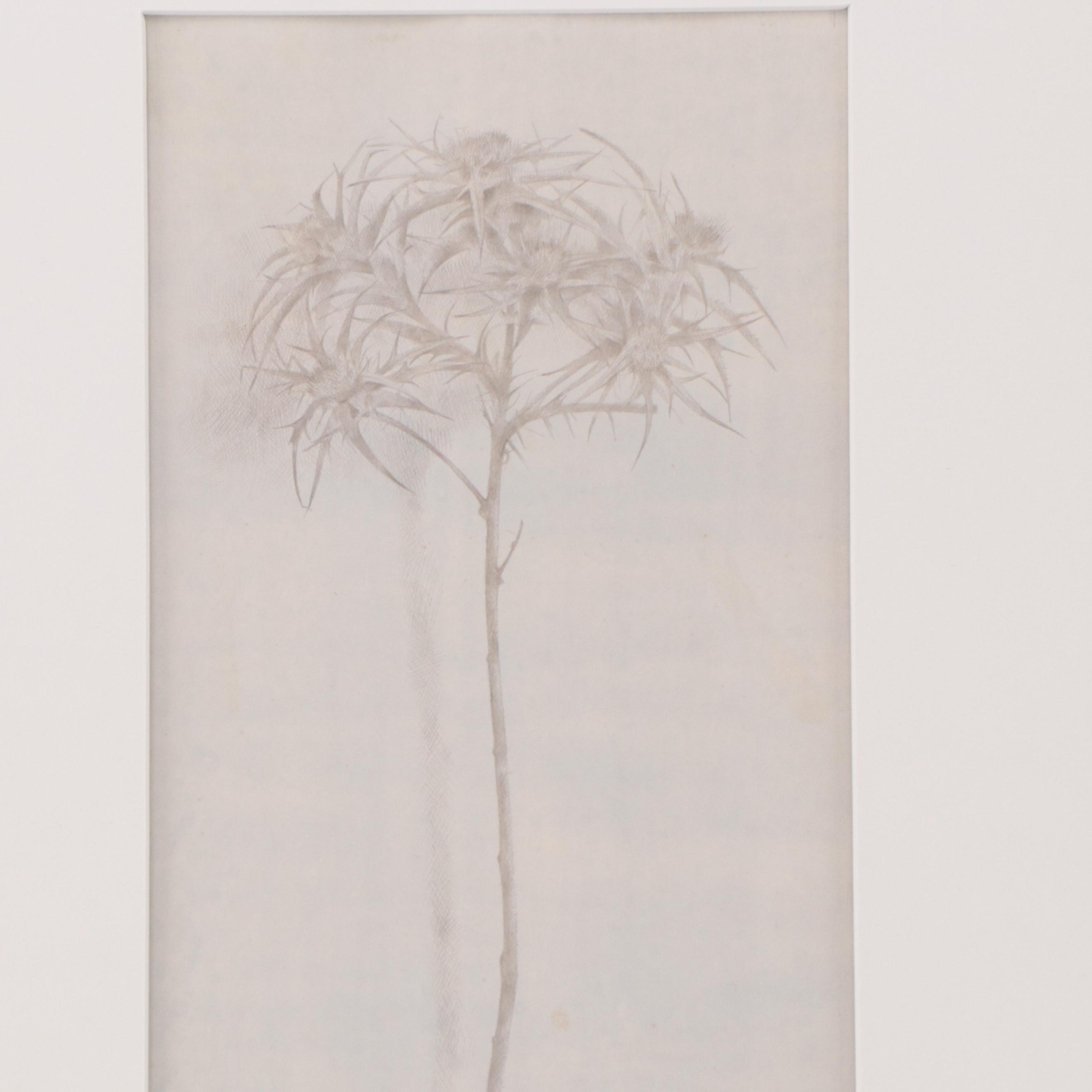 Constance McClure Silverpoint Drawing "Greek Thistle," 1969 ...