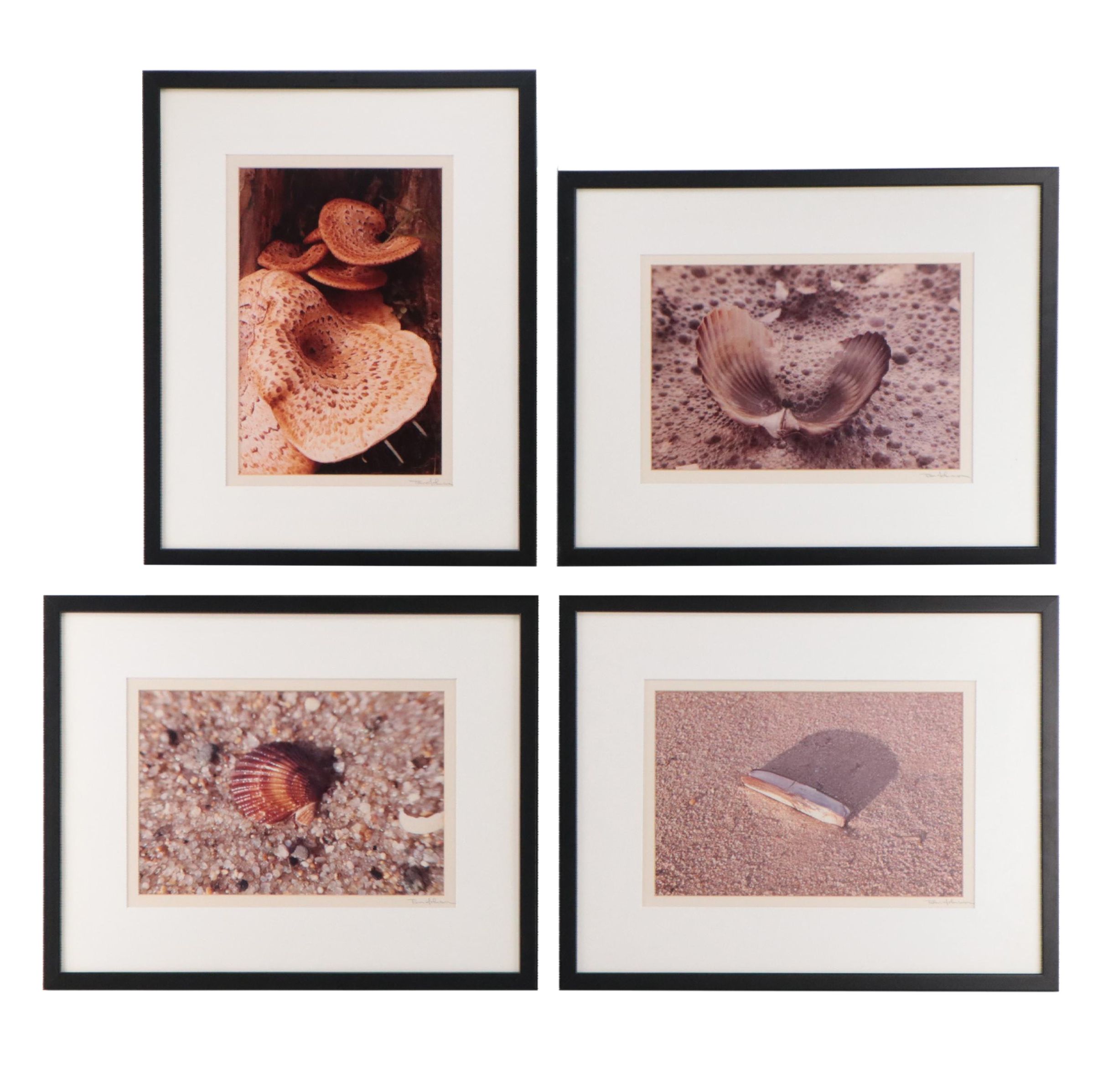 Tom Johnson Chromogenic Color Photographs of Seashells and Fungi | EBTH