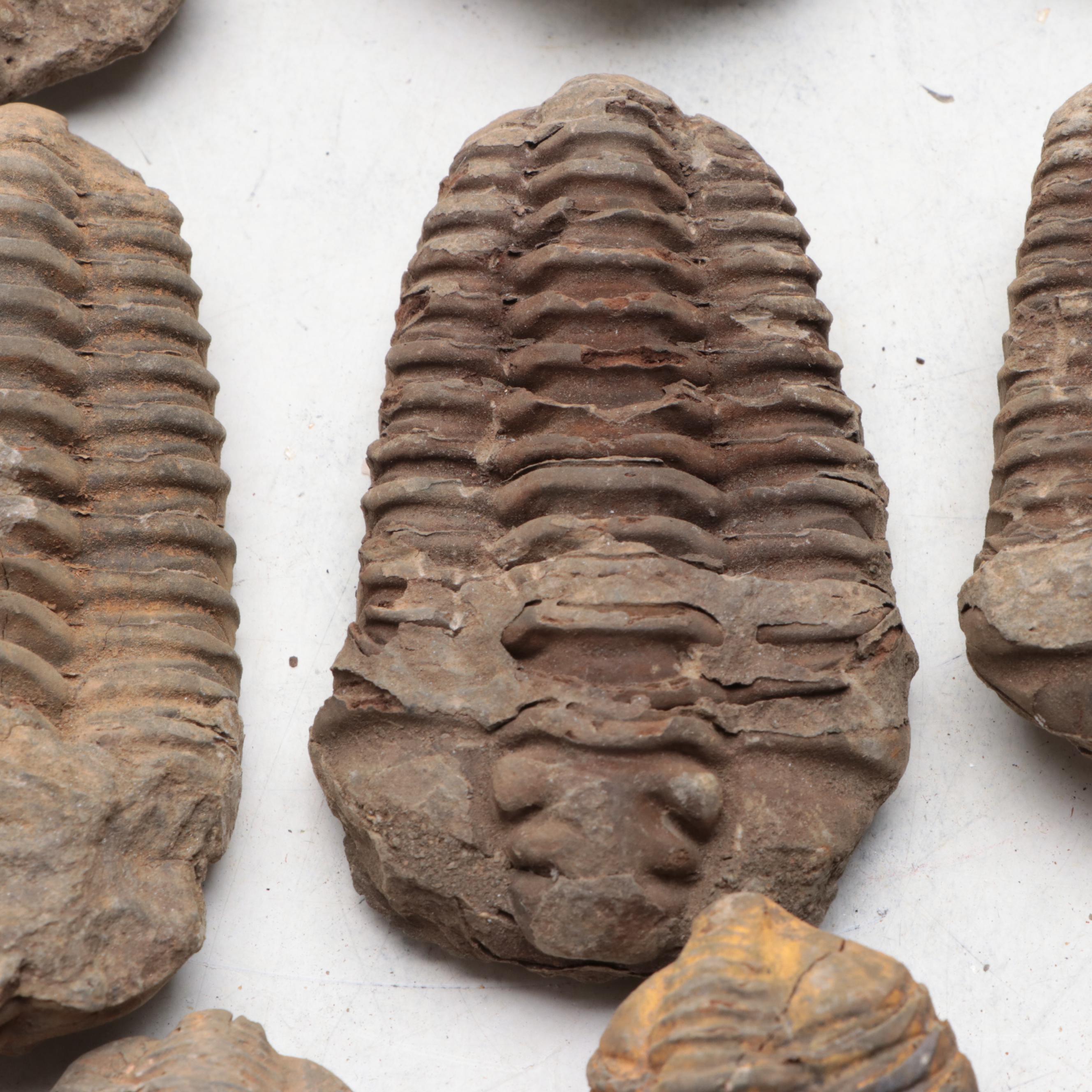 Trilobite Fossil Specimens | EBTH
