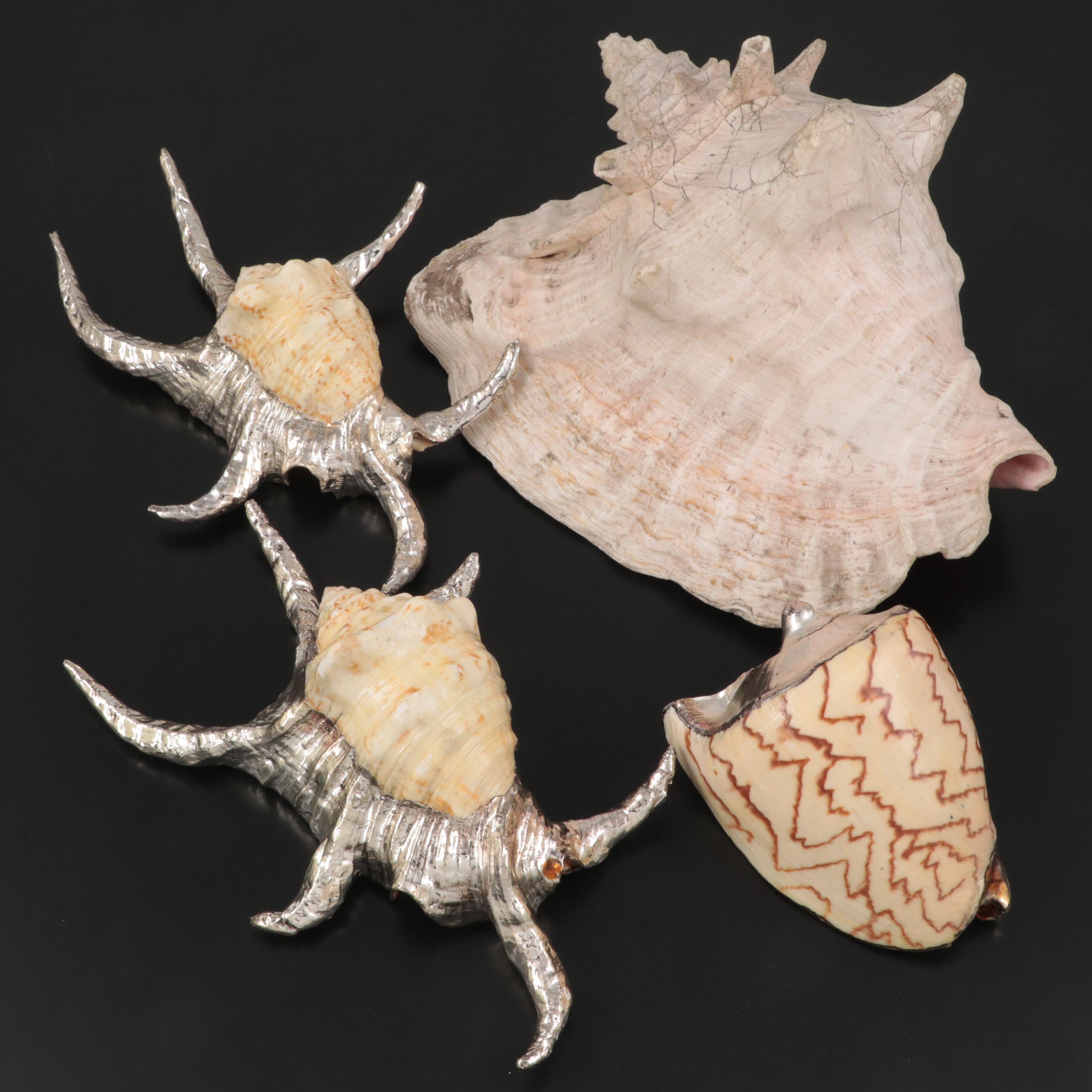 Large Conch Shell Specimen with Silver Plate Spider Conch Shells and ...
