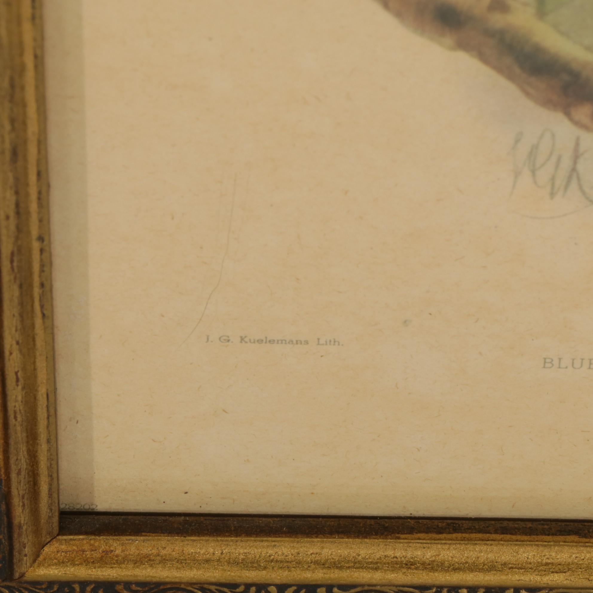 Offset Lithographs After J.G. Keulemans Including " Coracias Spatulas ...