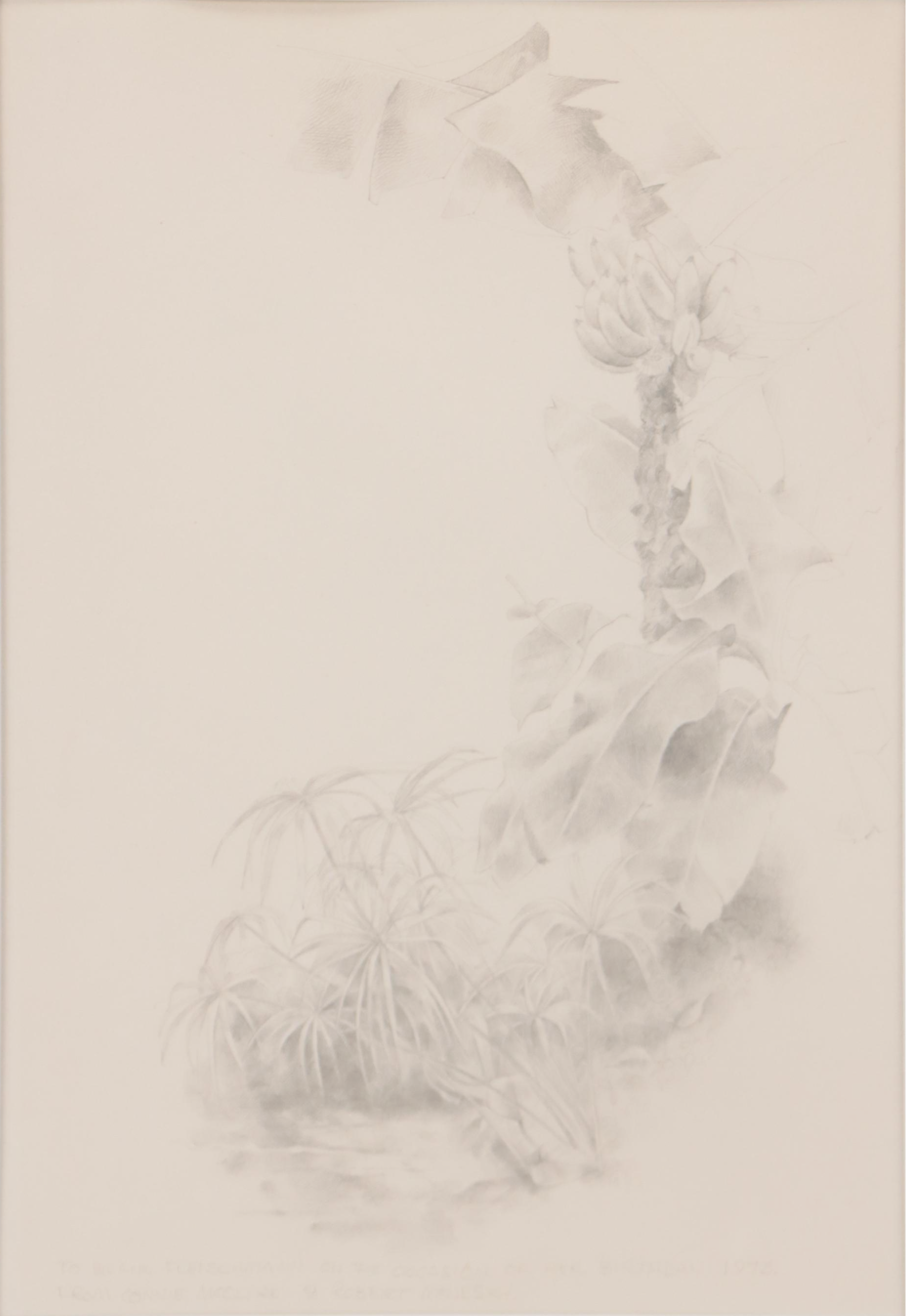 Constance McClure Graphite Drawing of Tropical Foliage, 1973 | EBTH