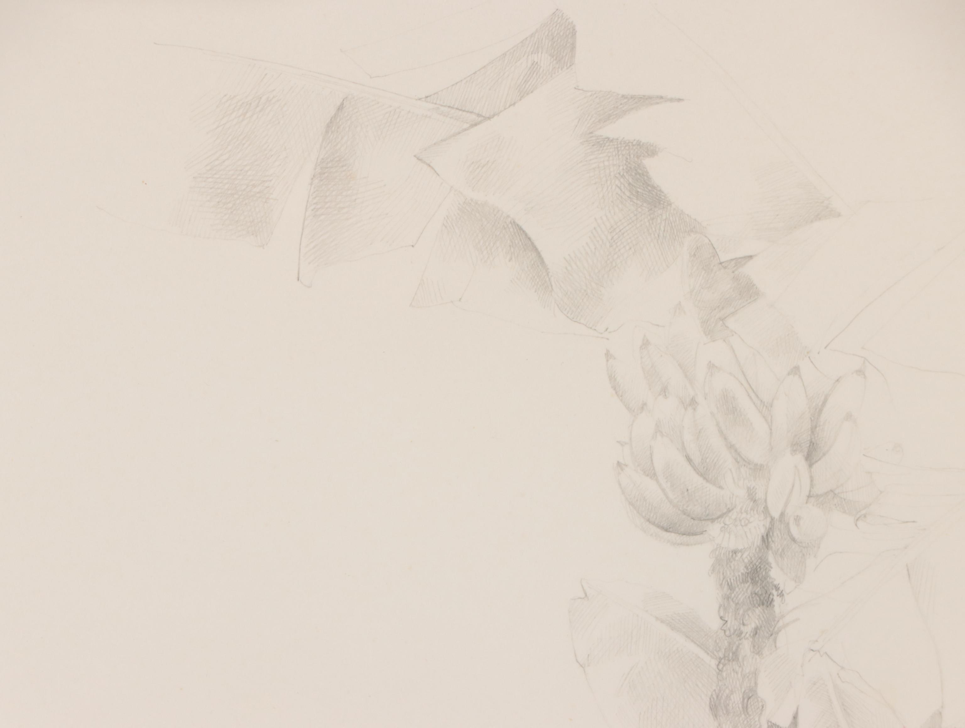Constance McClure Graphite Drawing of Tropical Foliage, 1973 | EBTH