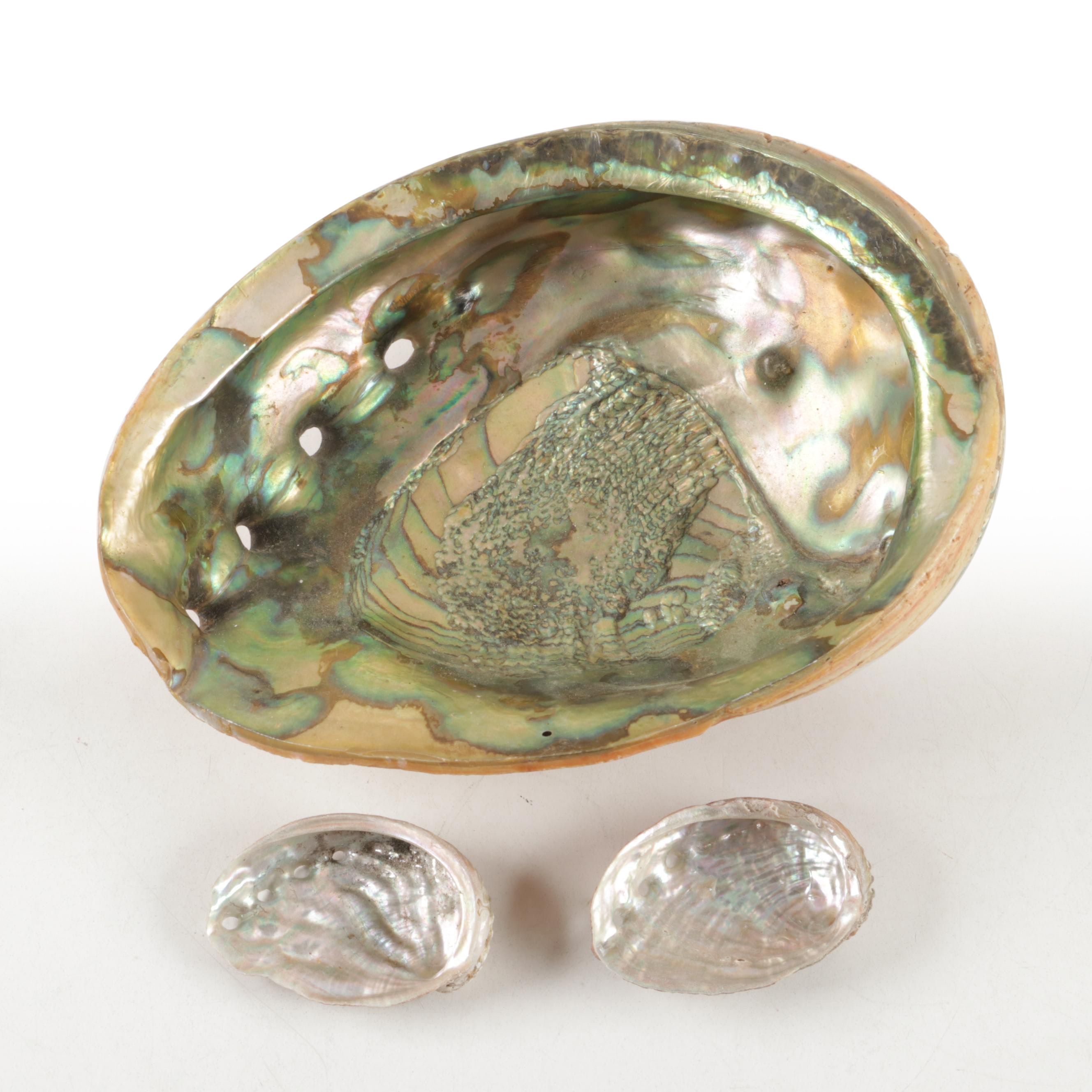 Abalone Shells | EBTH